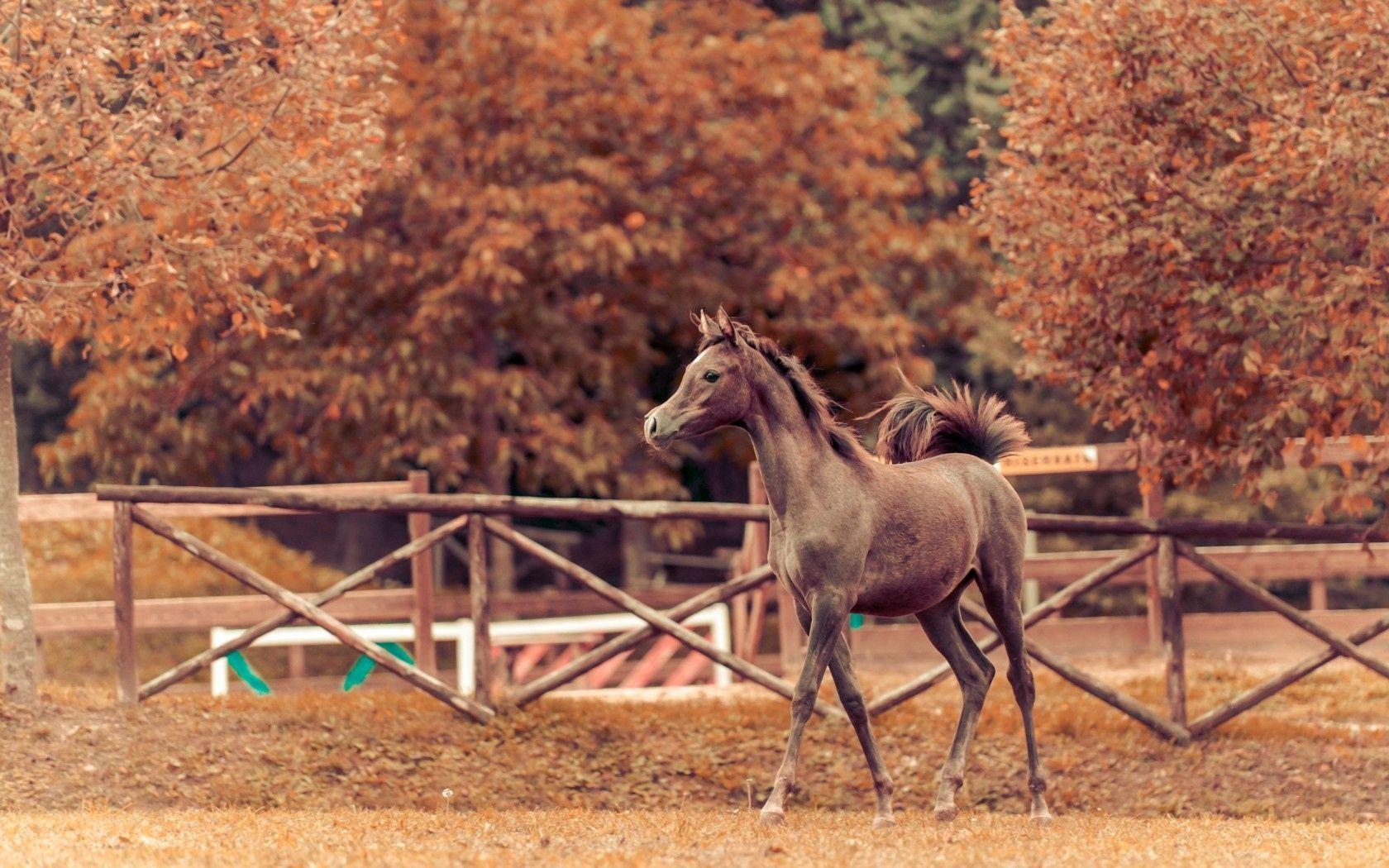 Autumn Horse Wallpapers - Top Free Autumn Horse Backgrounds ...