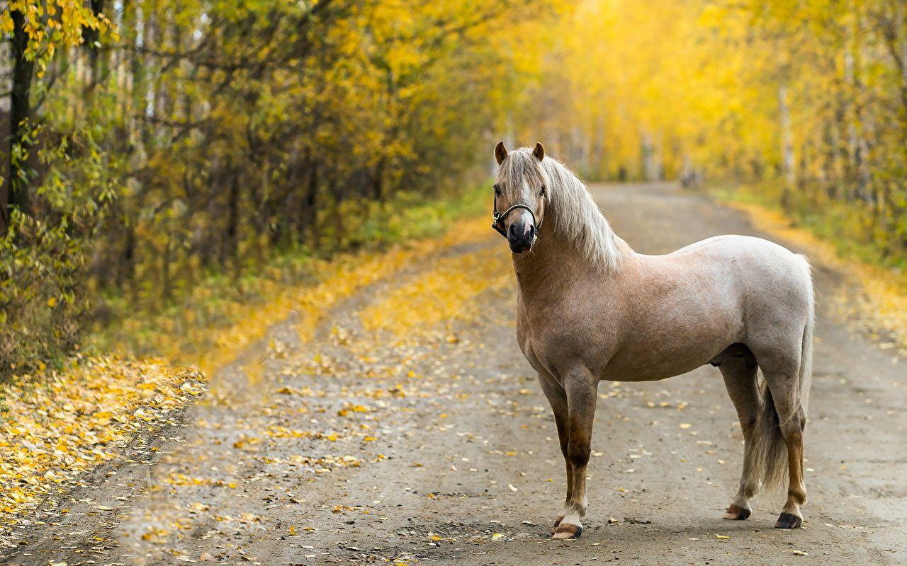 Autumn Horse Wallpapers - Top Free Autumn Horse Backgrounds ...