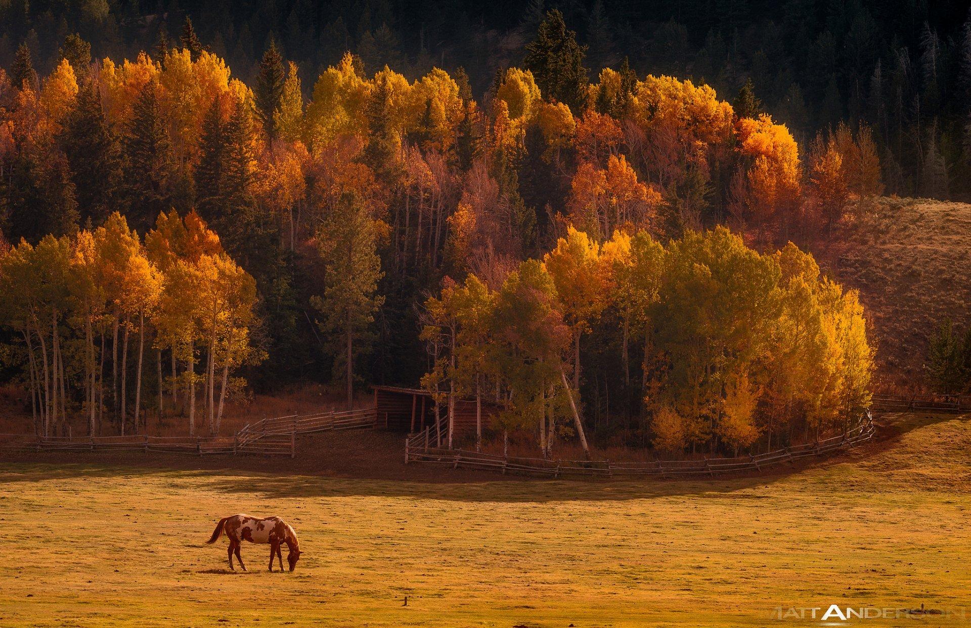Autumn Horse Wallpapers - Top Free Autumn Horse Backgrounds ...