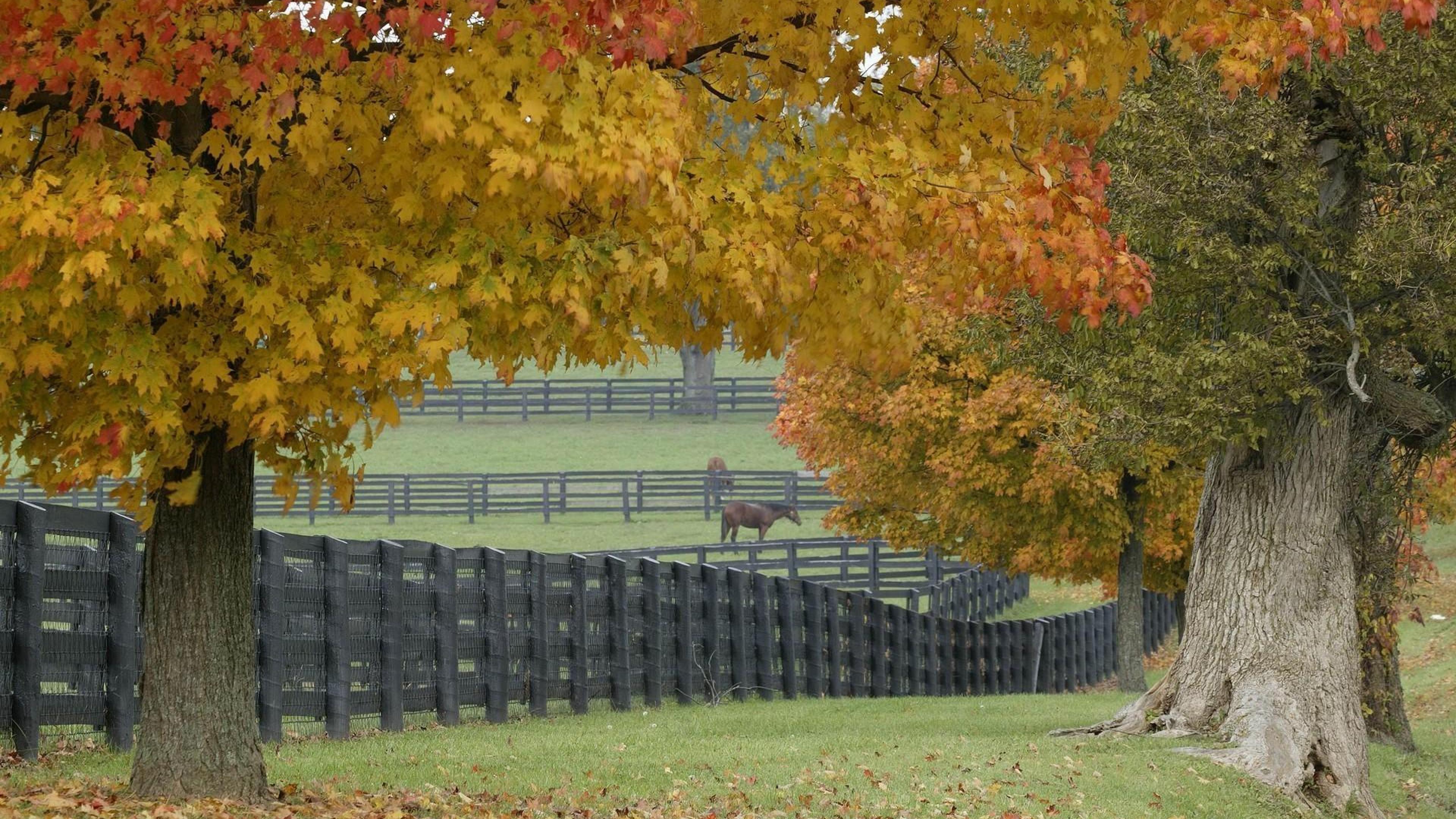 Autumn Horse Wallpapers - Top Free Autumn Horse Backgrounds ...
