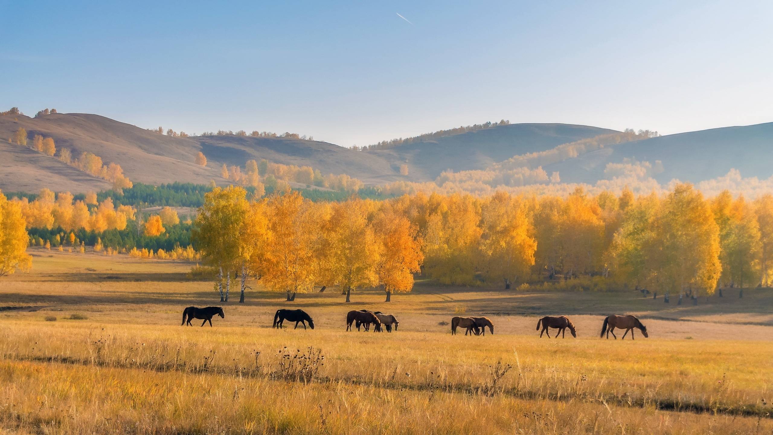 Autumn Horse Wallpapers - Top Free Autumn Horse Backgrounds ...