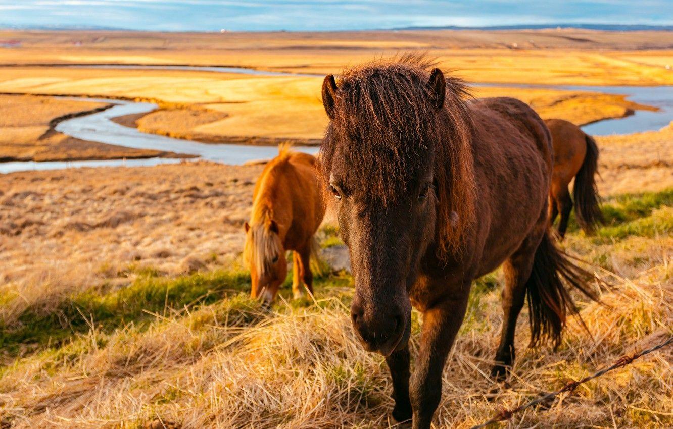 Autumn Horse Wallpapers - Top Free Autumn Horse Backgrounds ...
