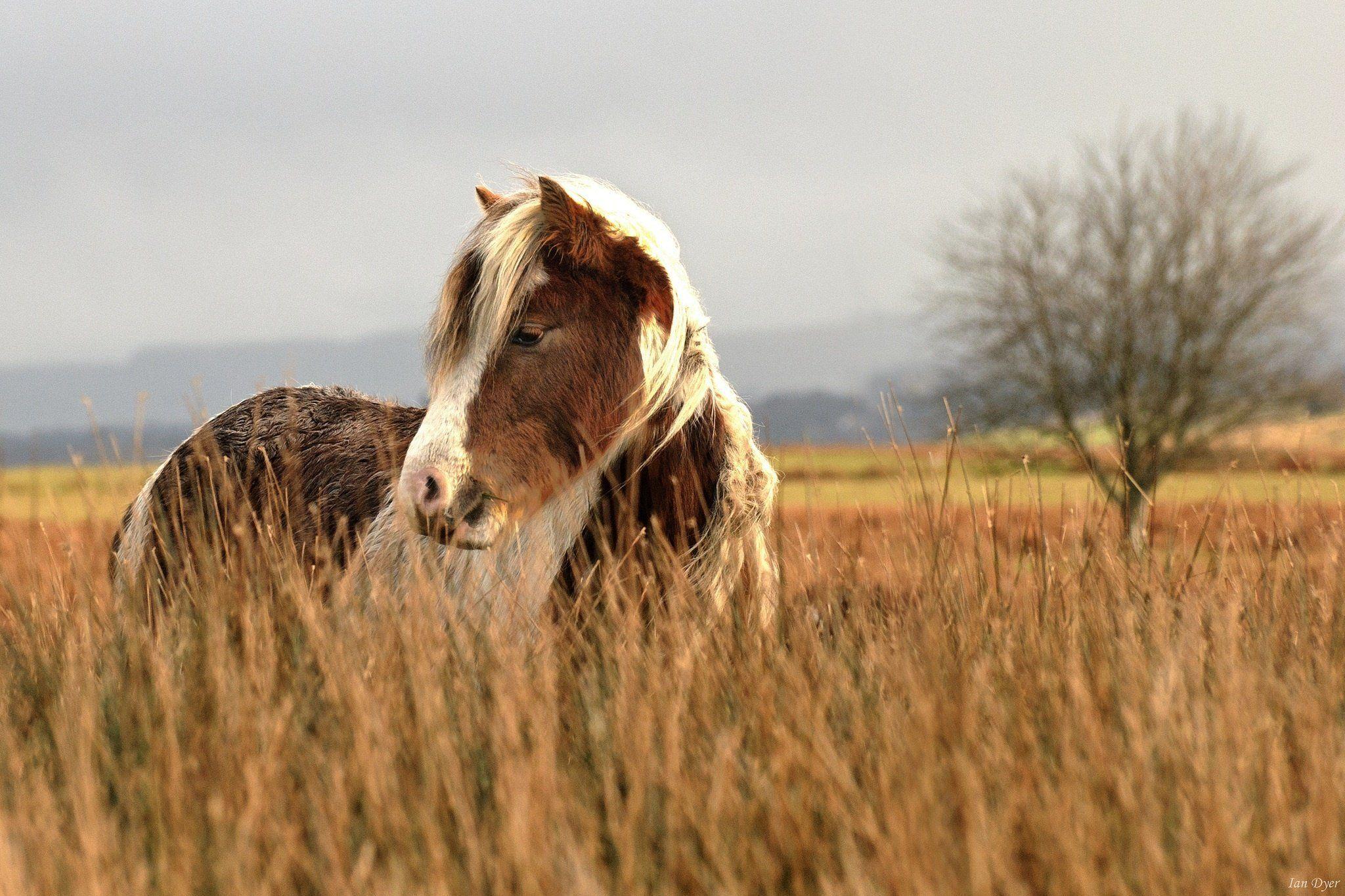 Autumn Horse Wallpapers - Top Free Autumn Horse Backgrounds ...