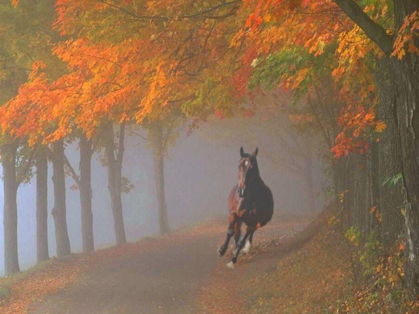 Autumn Horse Wallpapers - Top Free Autumn Horse Backgrounds ...