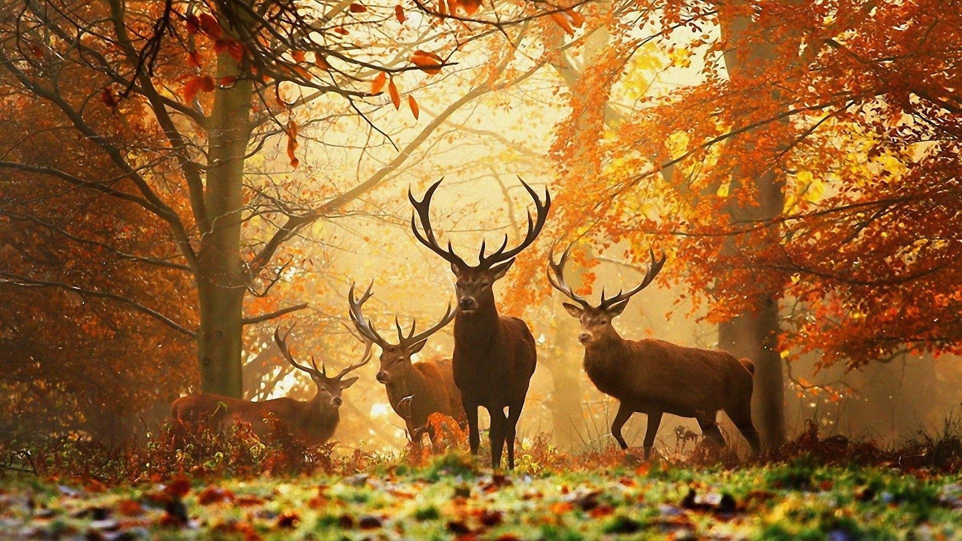 Autumn Horse Wallpapers - Top Free Autumn Horse Backgrounds ...