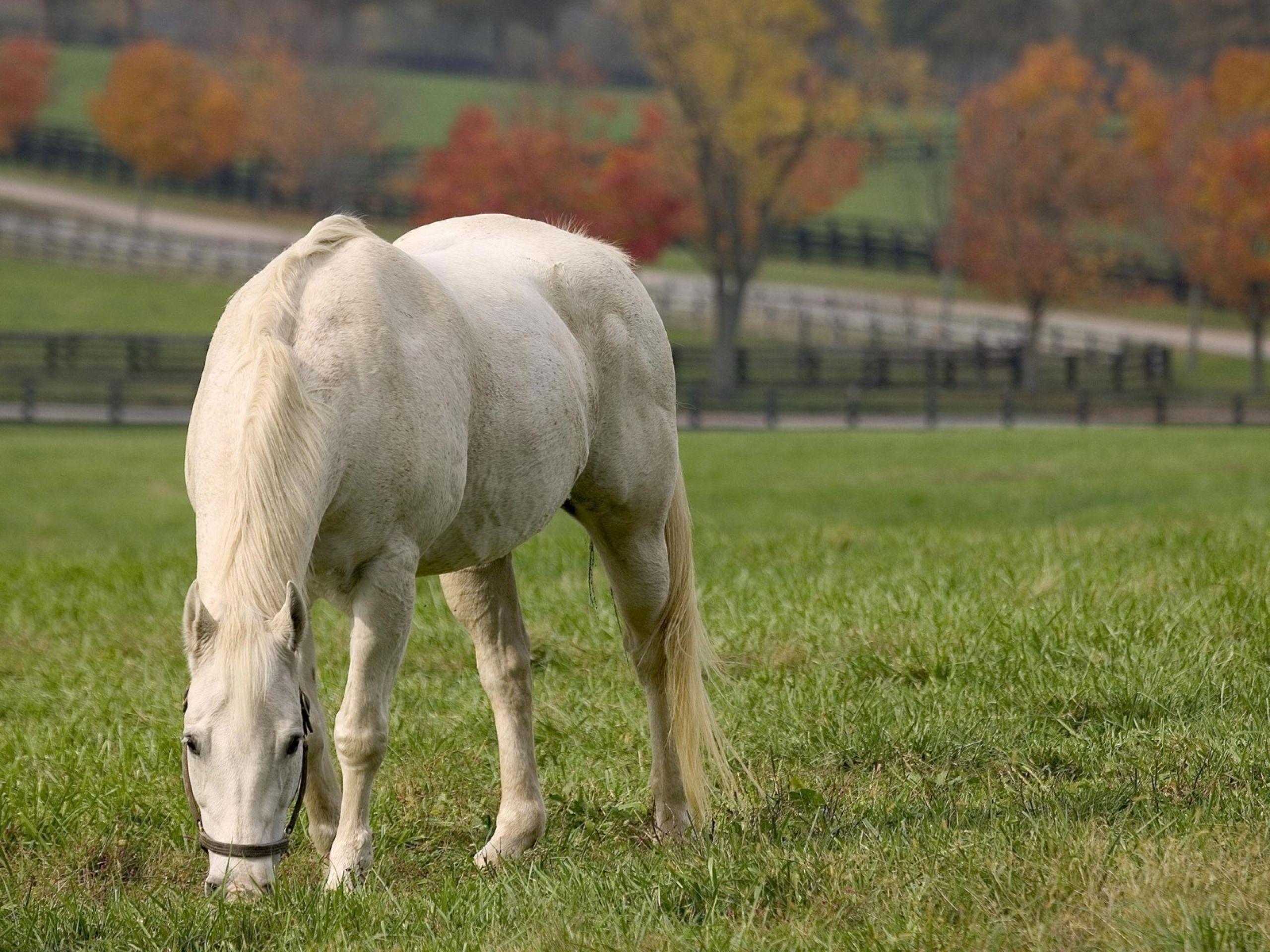 Autumn Horse Wallpapers - Top Free Autumn Horse Backgrounds ...