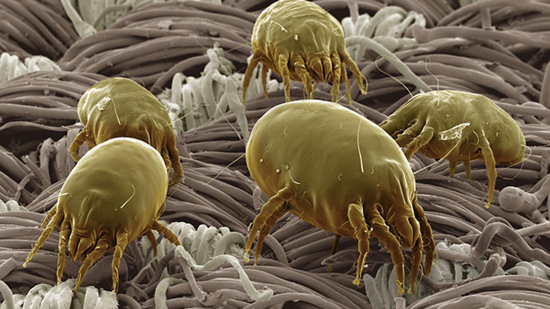 Microscopic Wallpapers - Top Free Microscopic Backgrounds - WallpaperAccess