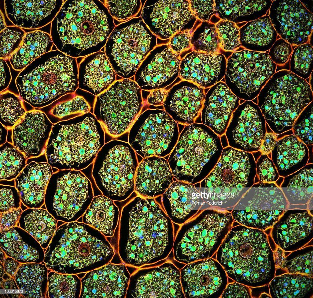 Microscopic Wallpapers - Top Free Microscopic Backgrounds - WallpaperAccess