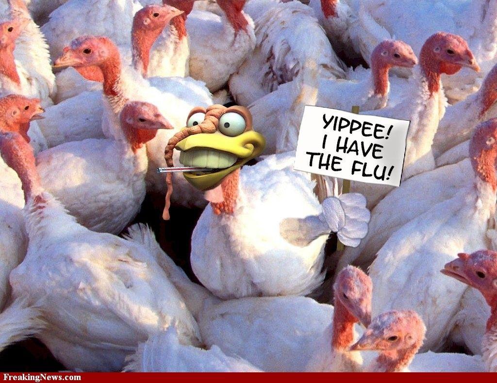 Funny Turkey Wallpapers - Top Free Funny Turkey Backgrounds ...