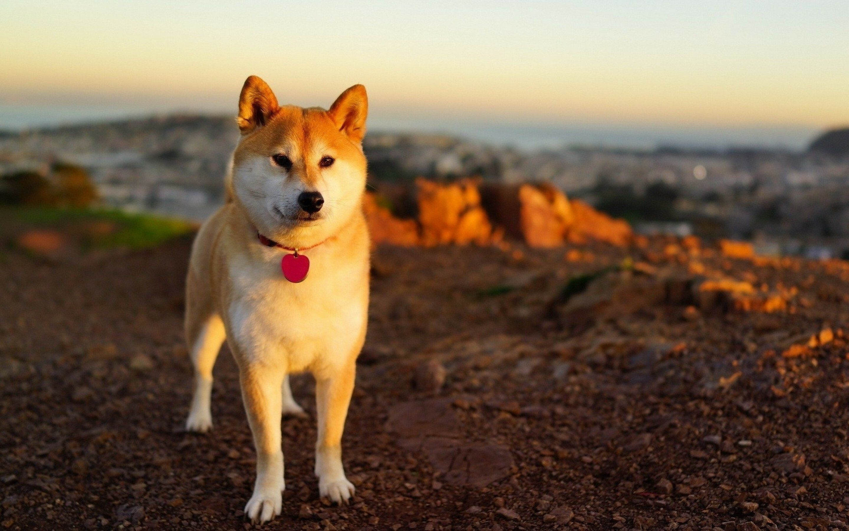 Doge 4K Wallpapers - Top Free Doge 4K Backgrounds - WallpaperAccess