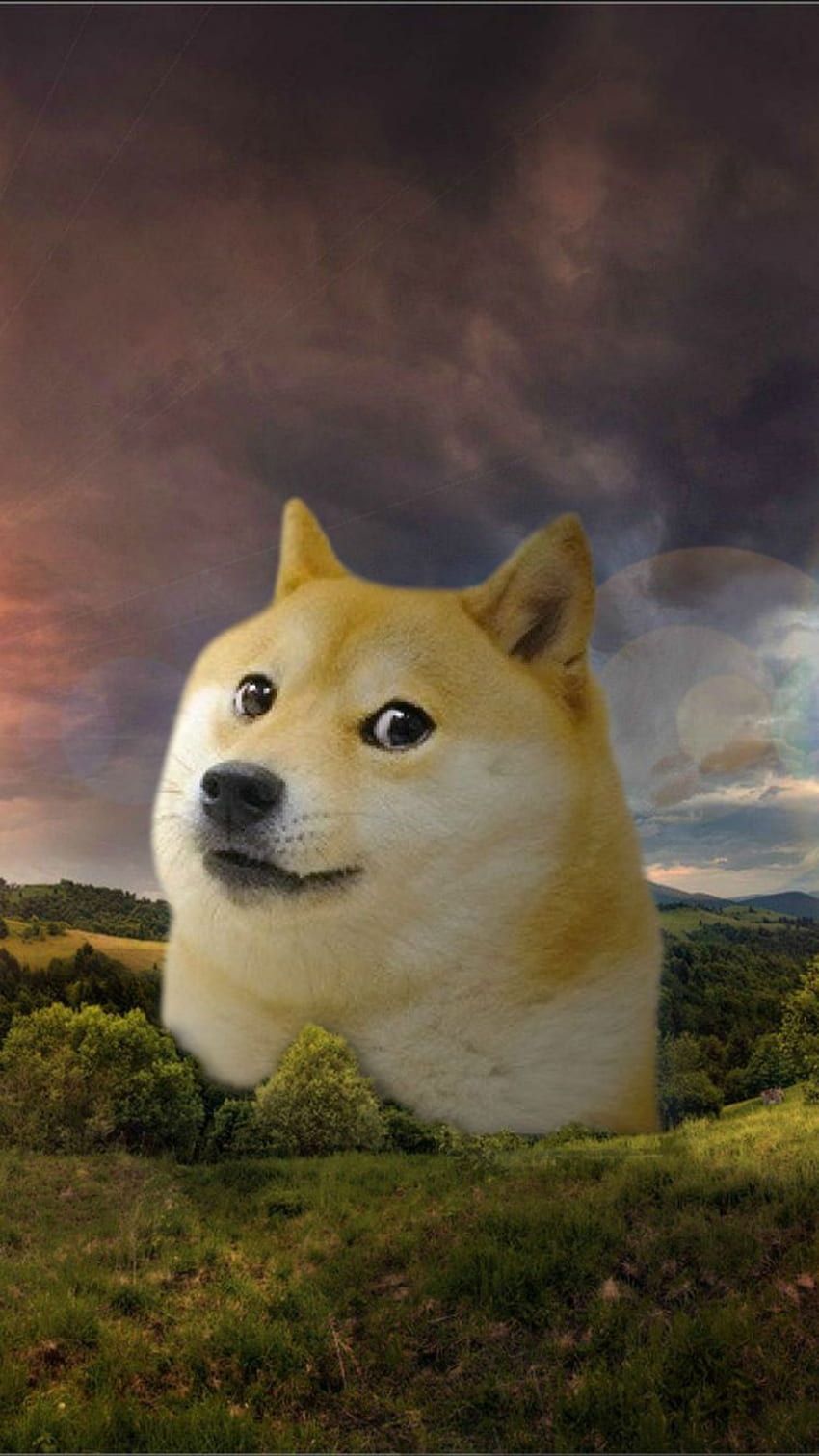 Doge 4K Wallpapers - Top Free Doge 4K Backgrounds - WallpaperAccess