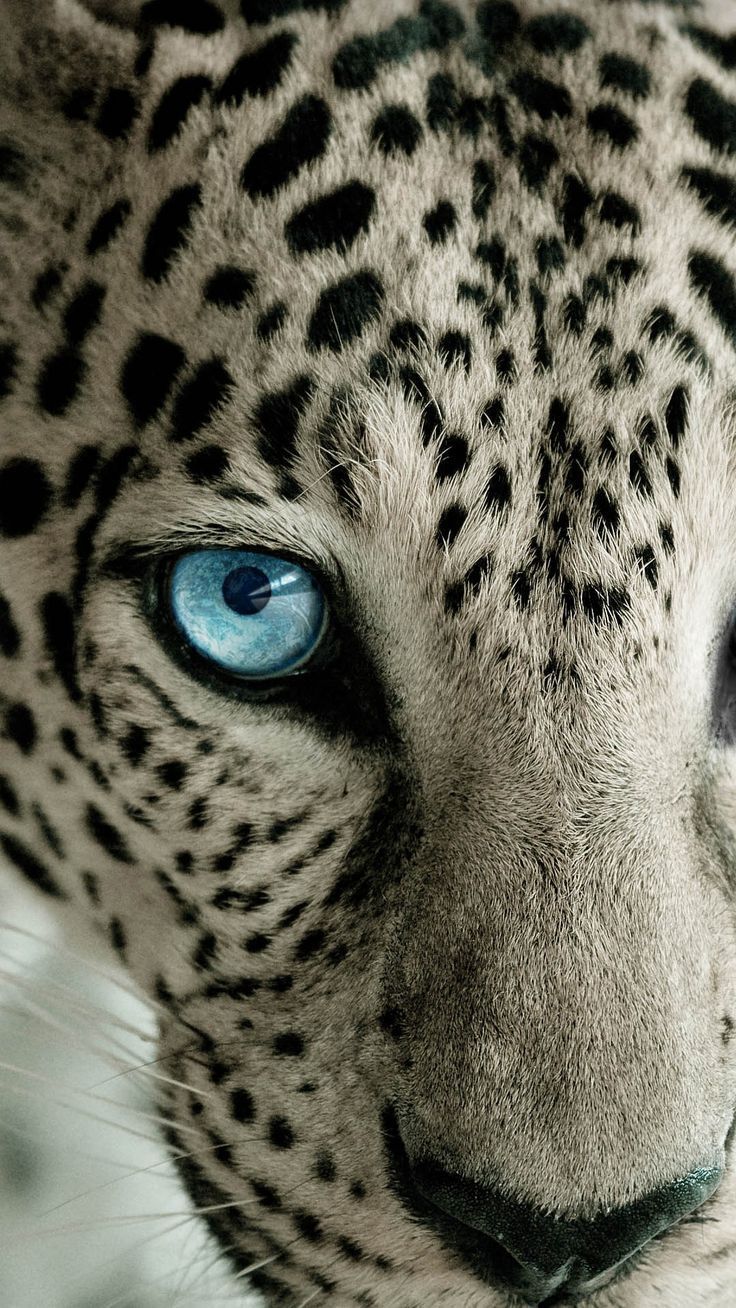 Snow Leapard Wallpapers - Top Free Snow Leapard Backgrounds ...