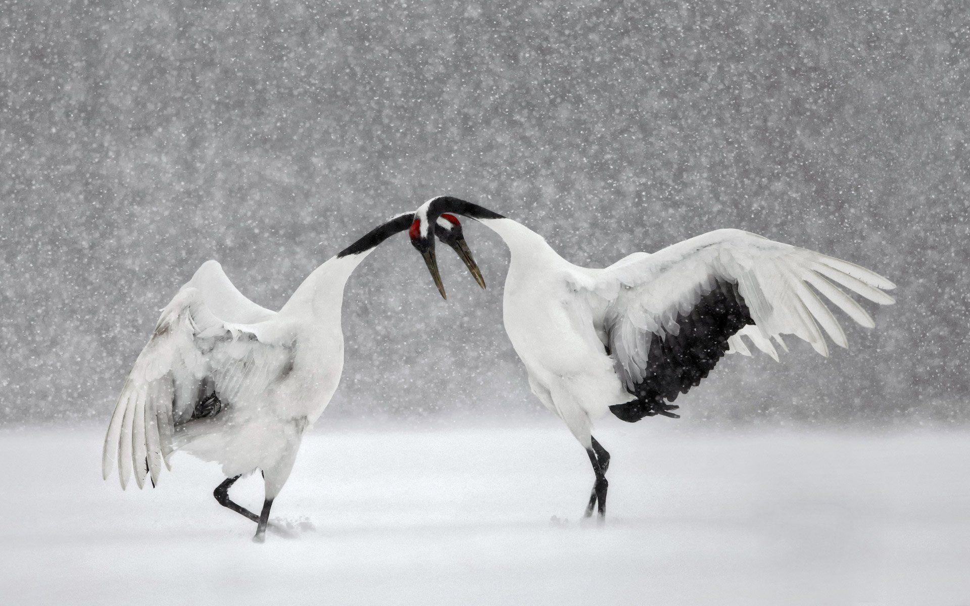 Japanese Crane Birds Wallpapers - Top Free Japanese Crane Birds ... Japanese Crane Birds Wallpapers - Top Free Japanese Crane Birds ...