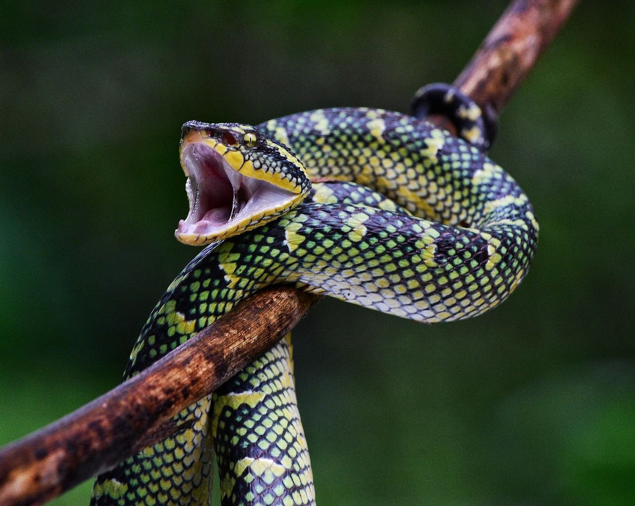 Pit Viper Wallpapers - Top Free Pit Viper Backgrounds - WallpaperAccess