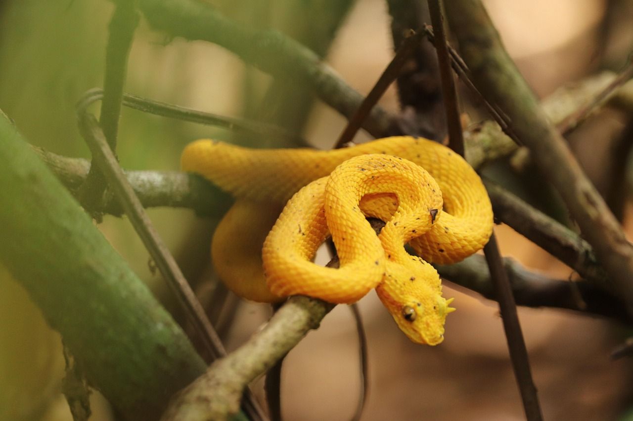 Pit Viper Wallpapers - Top Free Pit Viper Backgrounds - WallpaperAccess