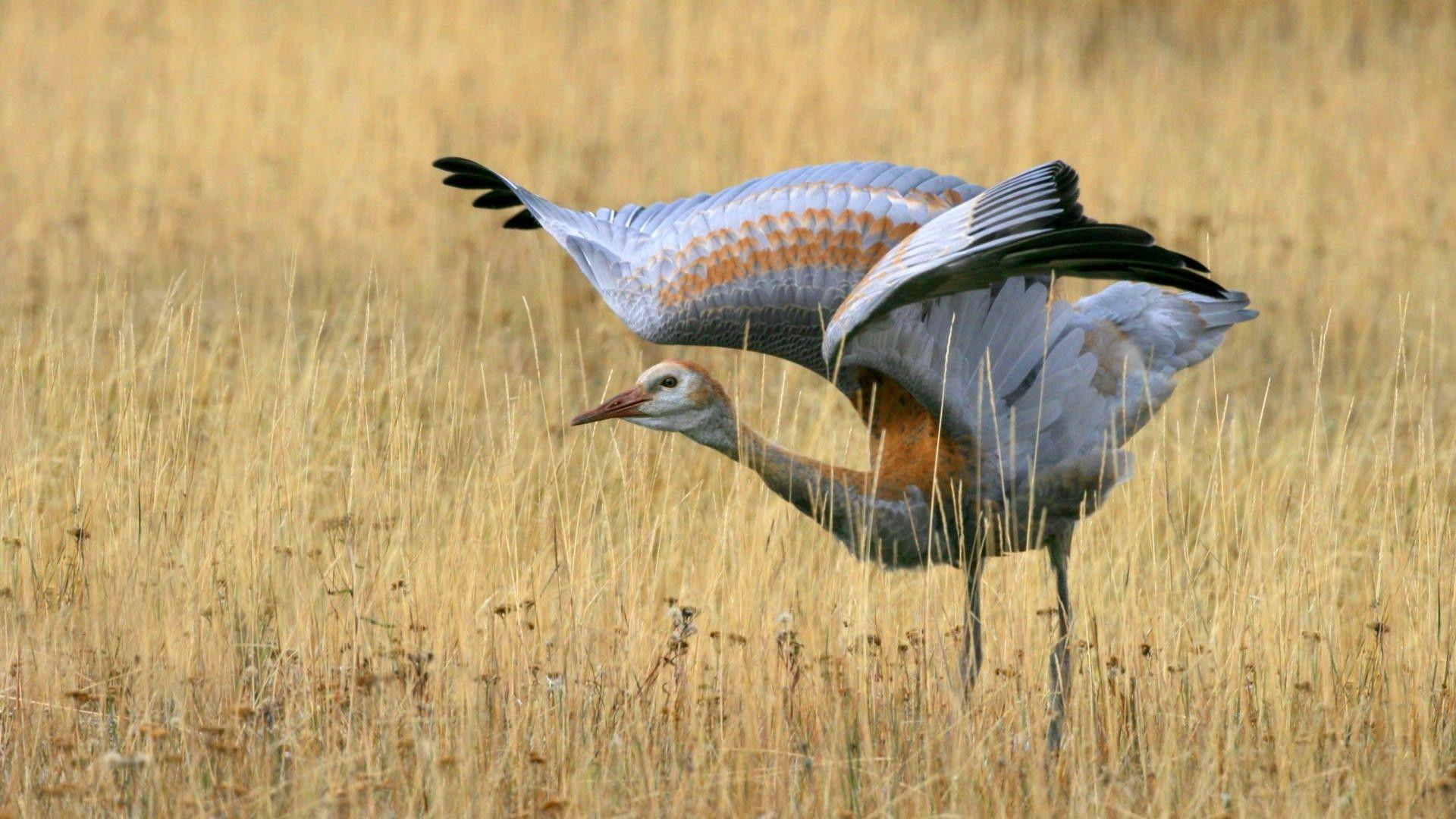 Japanese Crane Birds Wallpapers - Top Free Japanese Crane Birds ...