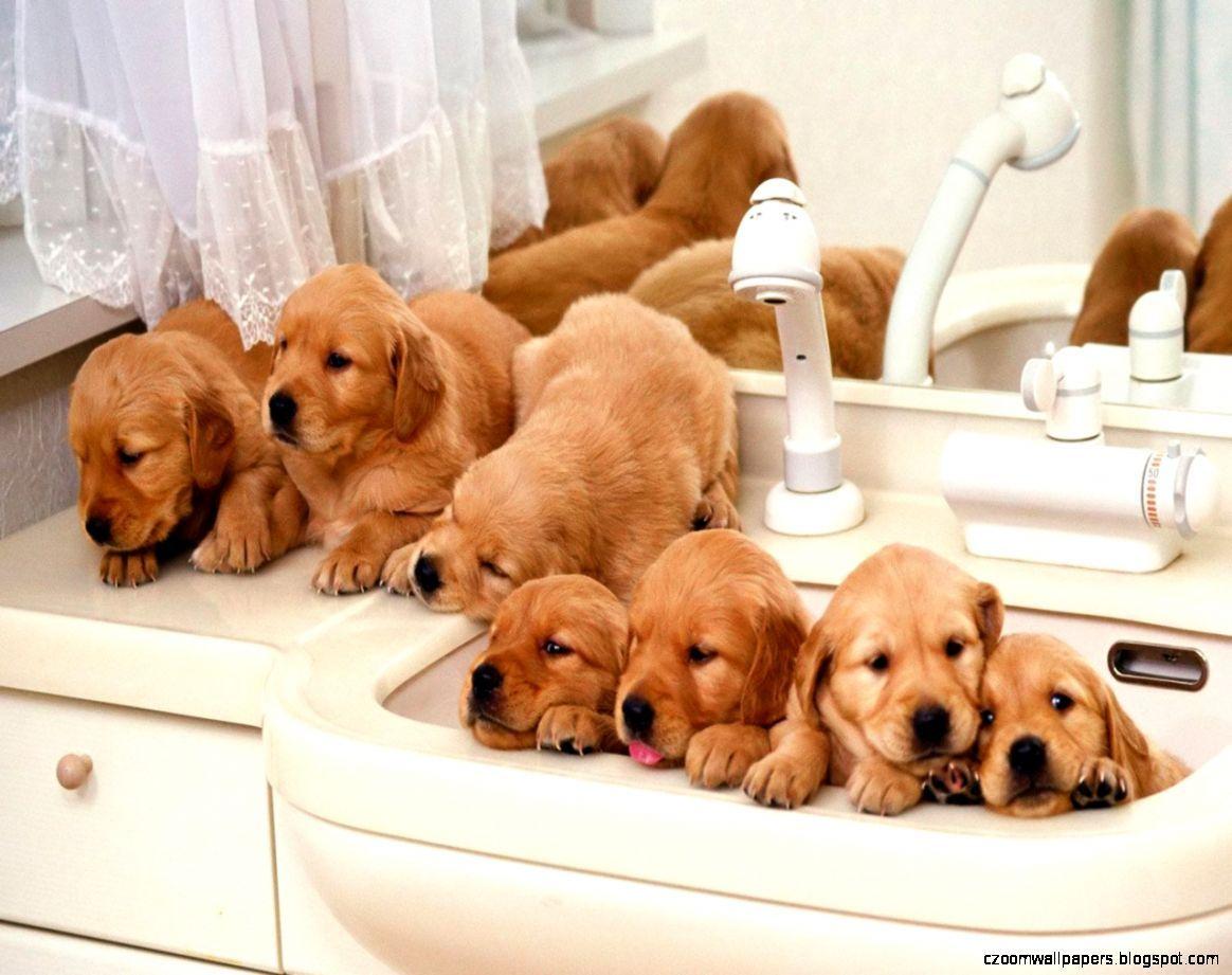 Small Cute Dogs Wallpapers - Top Free Small Cute Dogs Backgrounds ...