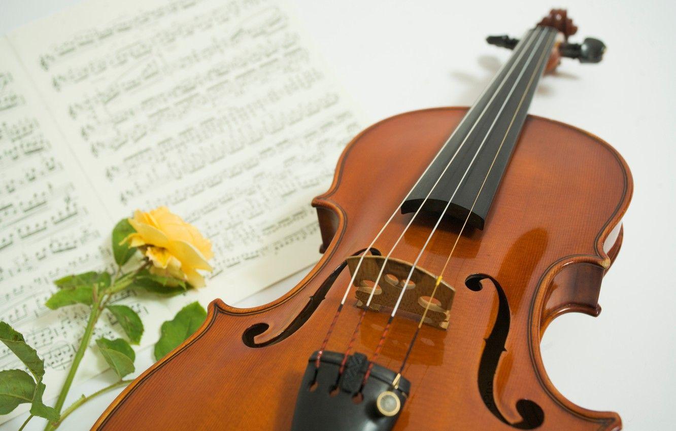 Violin Roses Wallpapers - Top Free Violin Roses Backgrounds ...