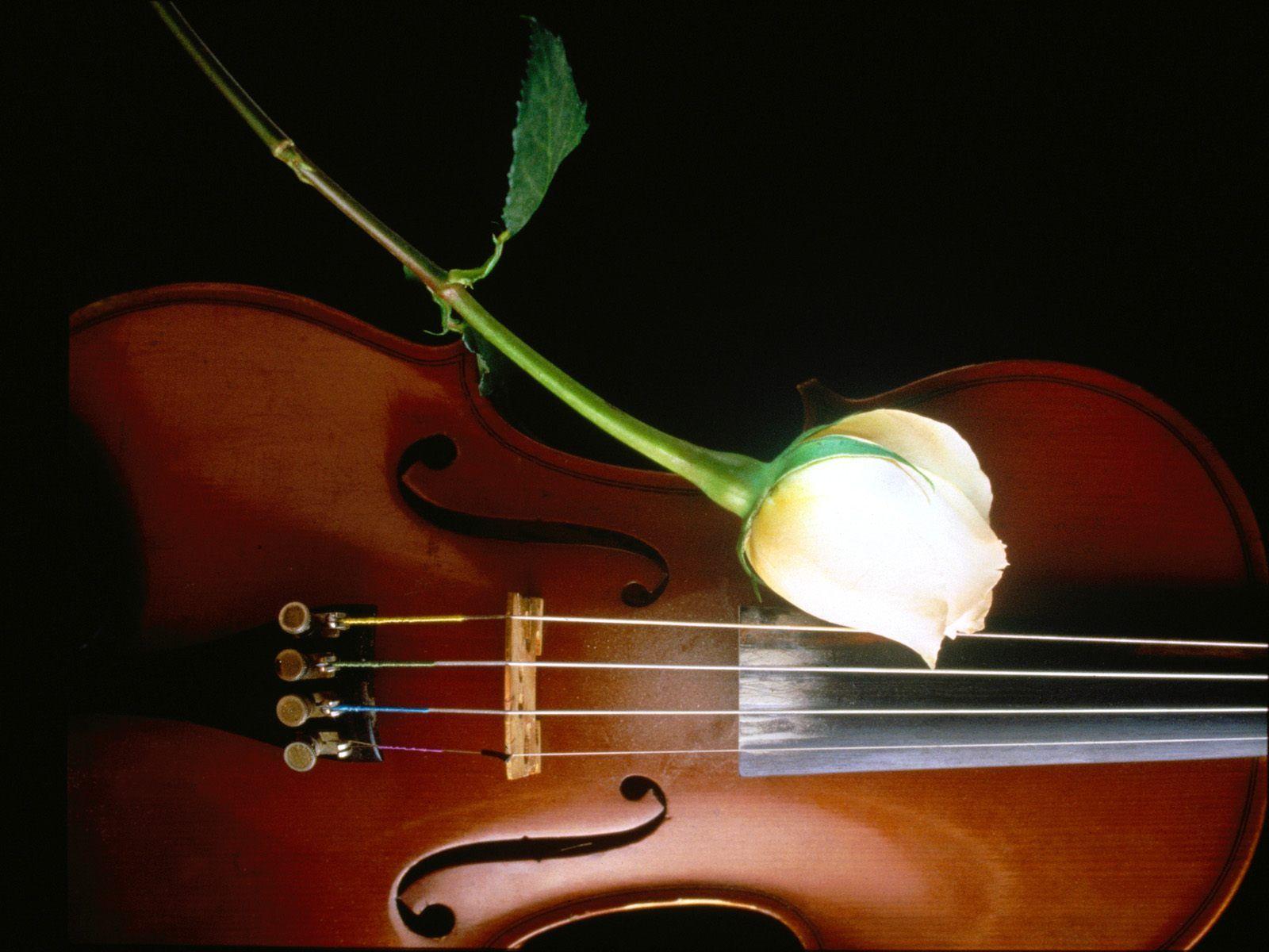Violin Roses Wallpapers - Top Free Violin Roses Backgrounds ...