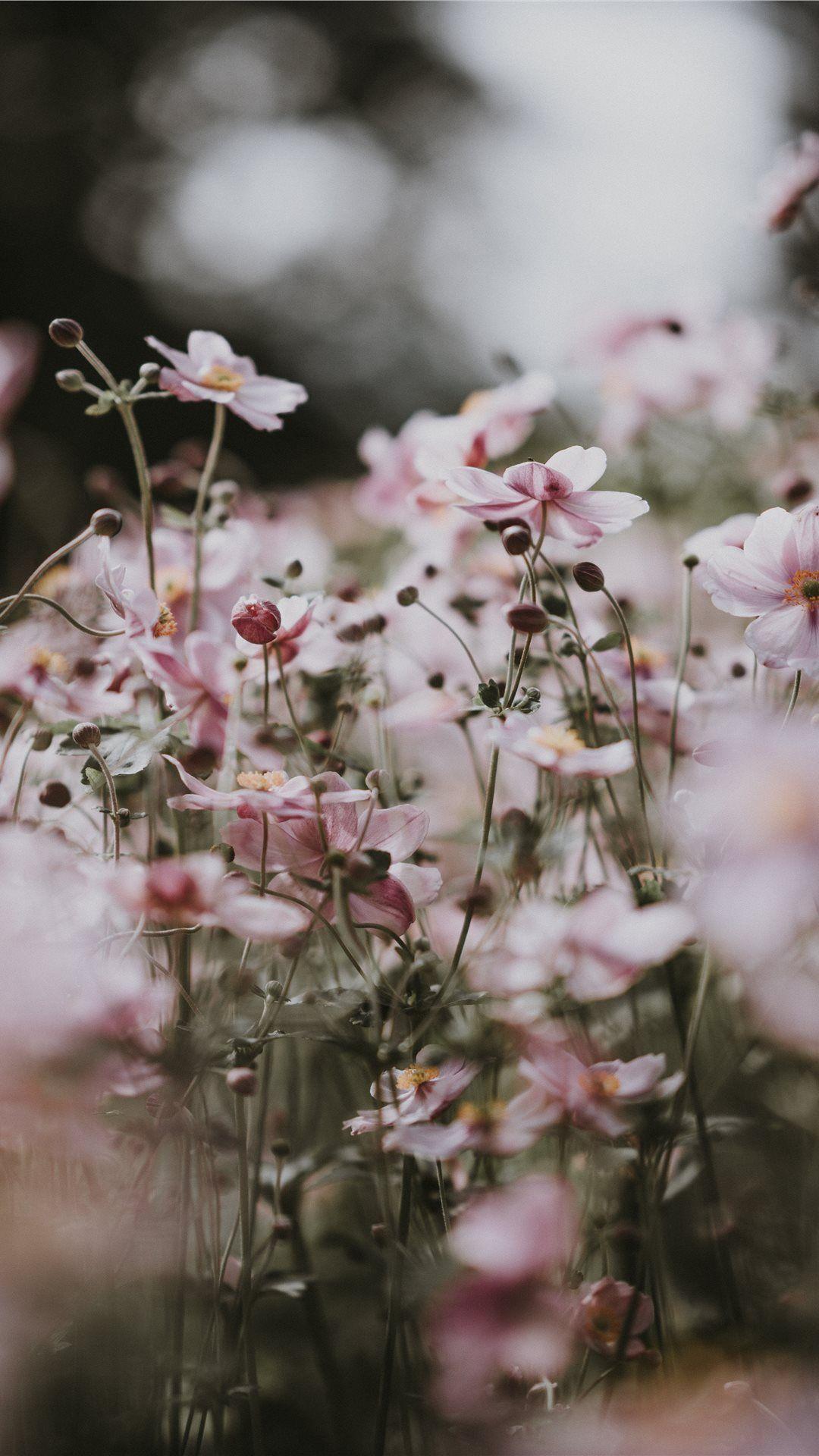 Delicate Wallpapers - Top Free Delicate Backgrounds - WallpaperAccess