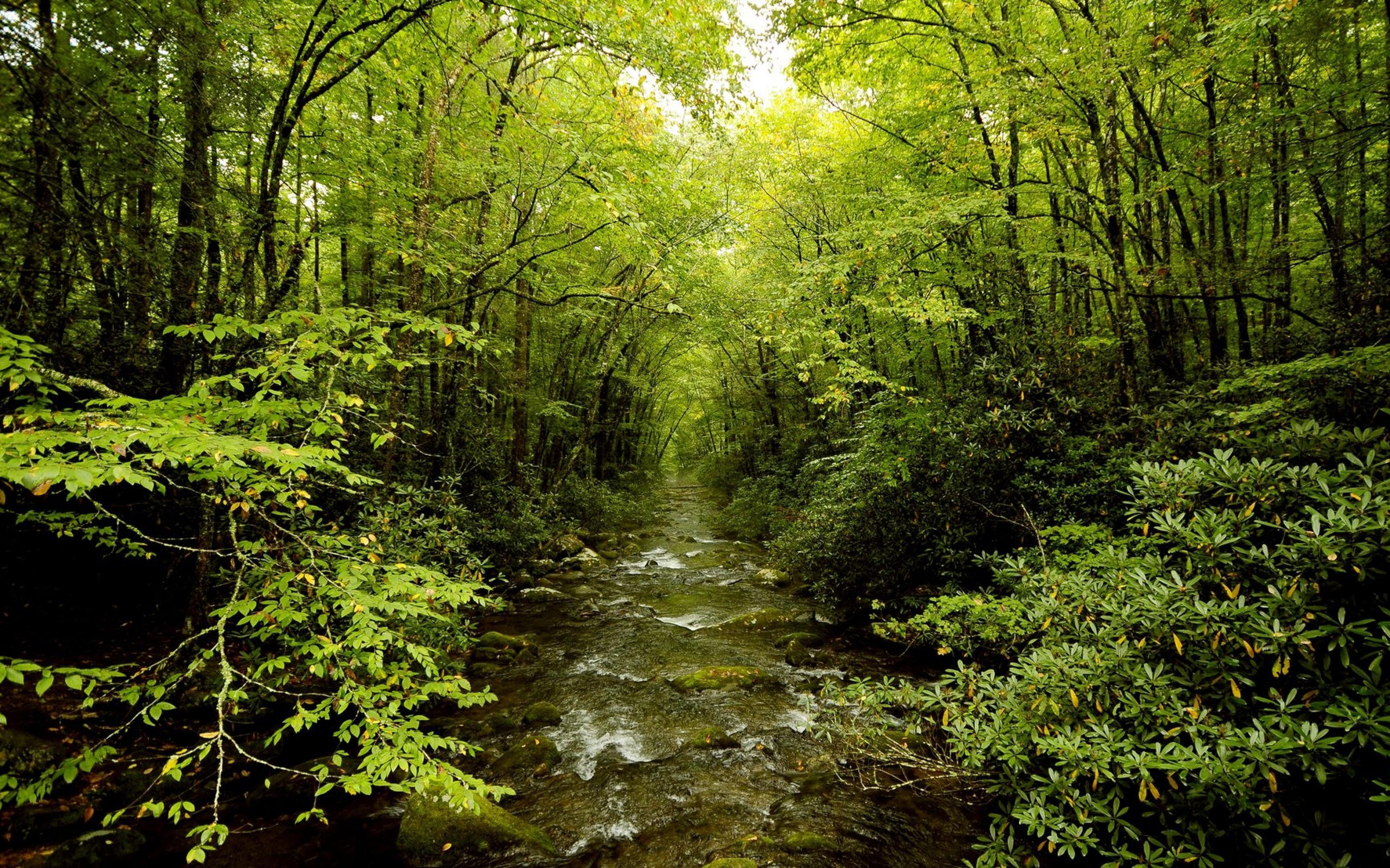 Forest Lake Wallpapers - Top Free Forest Lake Backgrounds - WallpaperAccess