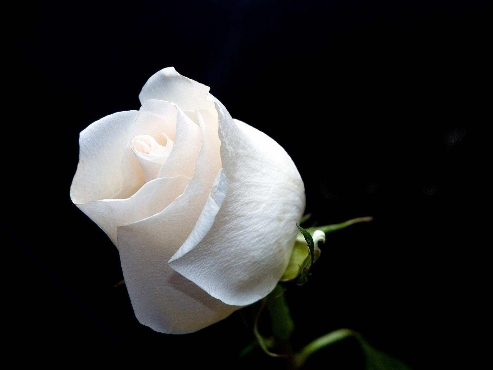 White Rose HD Desktop Wallpapers - Top Free White Rose HD Desktop ...