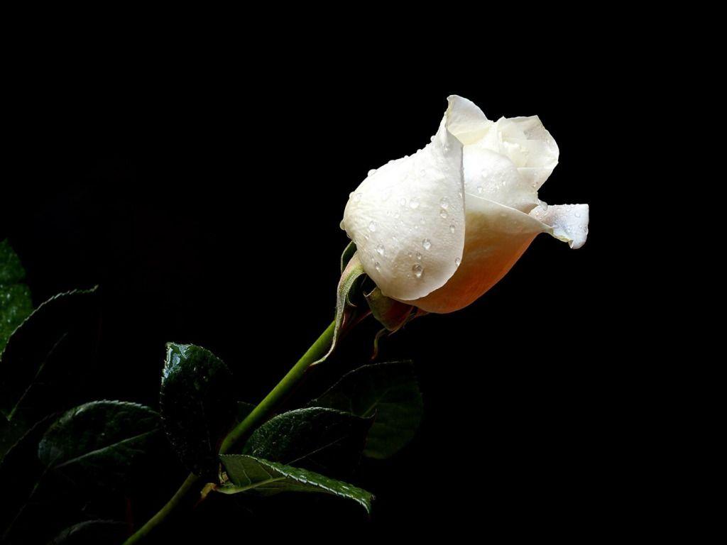 White Rose HD Desktop Wallpapers - Top Free White Rose HD Desktop ...