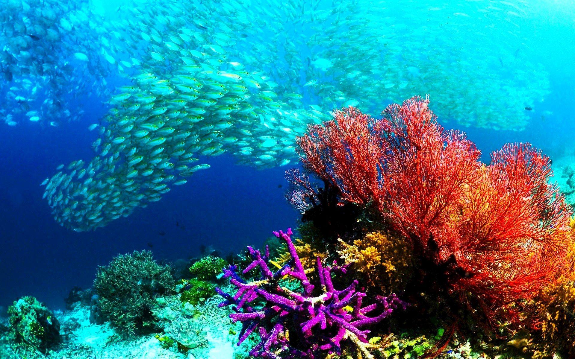 Under Sea HD Desktop Wallpapers - Top Free Under Sea HD Desktop ...