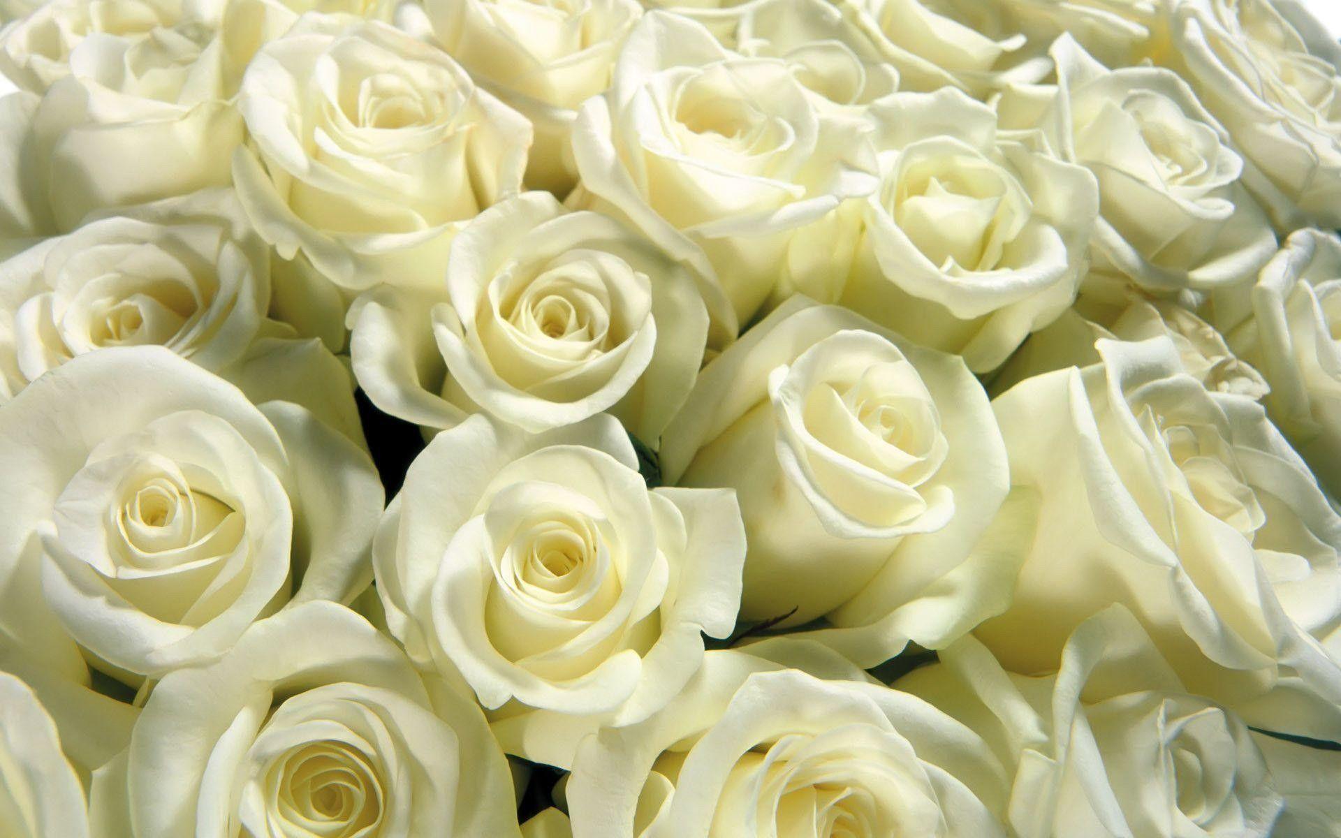 White Rose HD Desktop Wallpapers - Top Free White Rose HD Desktop ...