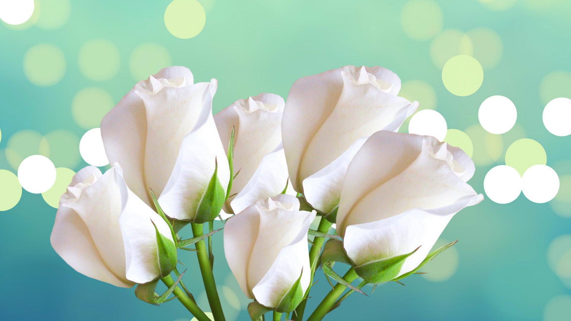 White Rose HD Desktop Wallpapers - Top Free White Rose HD Desktop ...