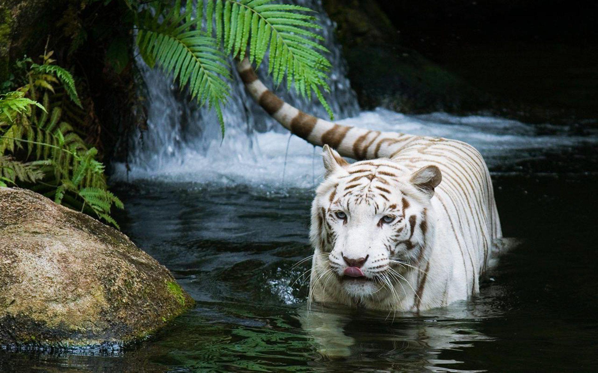 White Tiger HD Desktop Wallpapers - Top Free White Tiger HD Desktop ...