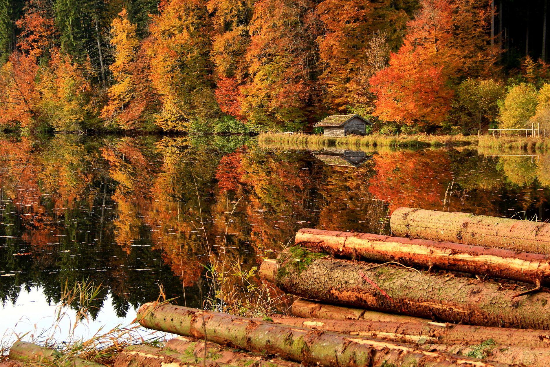 Forest Lake Wallpapers - Top Free Forest Lake Backgrounds - WallpaperAccess