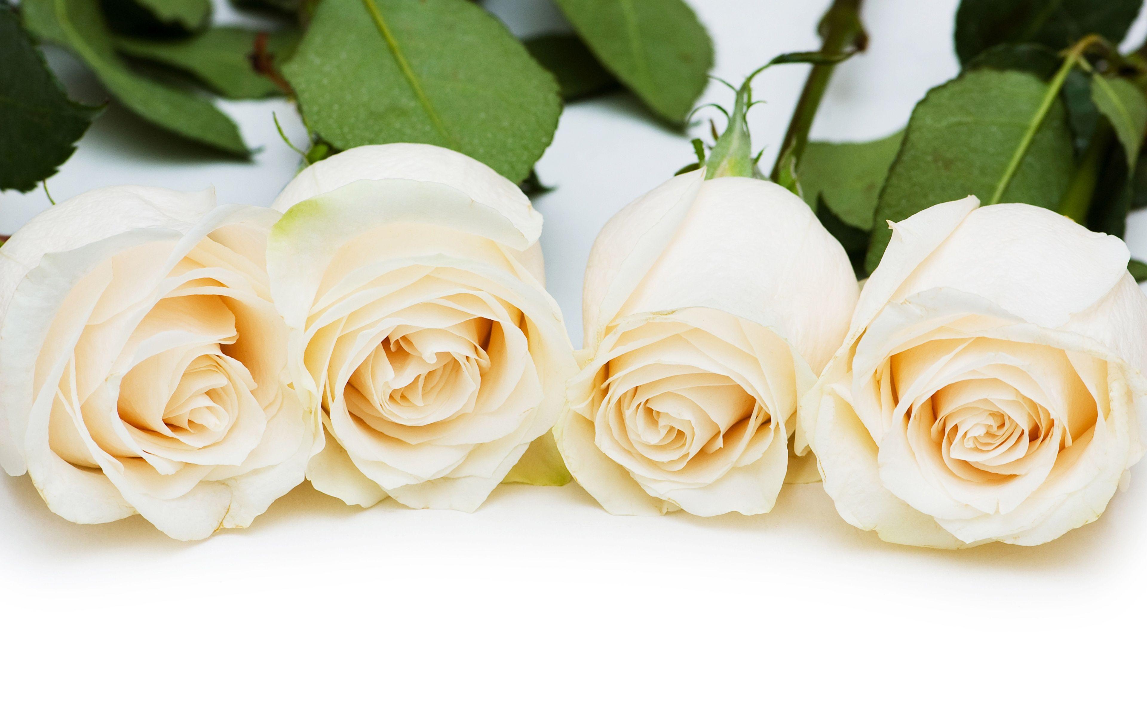 White Rose HD Desktop Wallpapers - Top Free White Rose HD Desktop ...