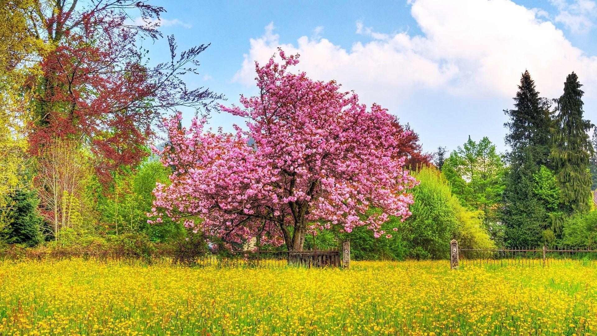 Spring Scenery HD Desktop Wallpapers - Top Free Spring Scenery HD ...