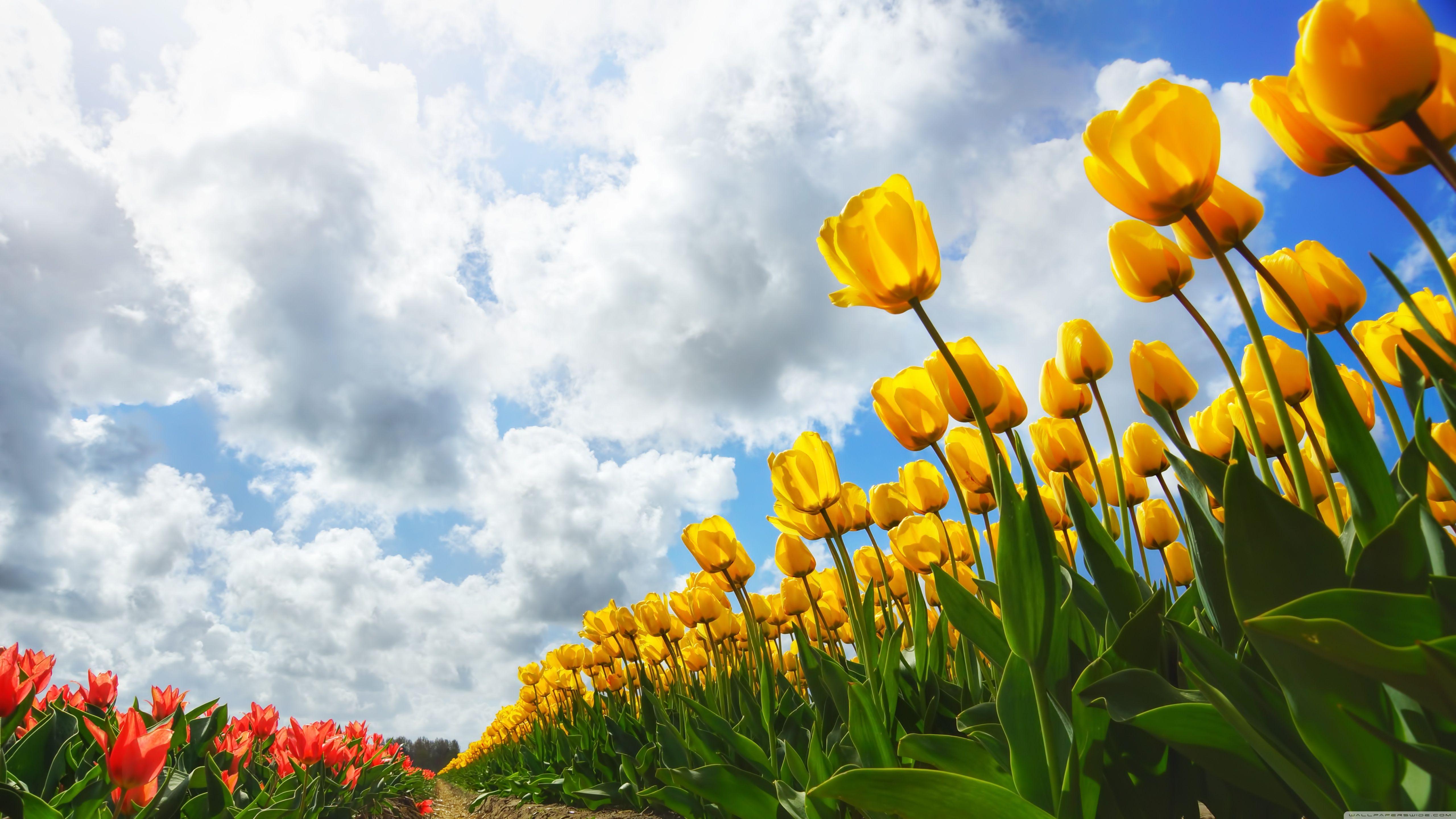 Amsterdam Spring Wallpapers - Top Free Amsterdam Spring Backgrounds ...