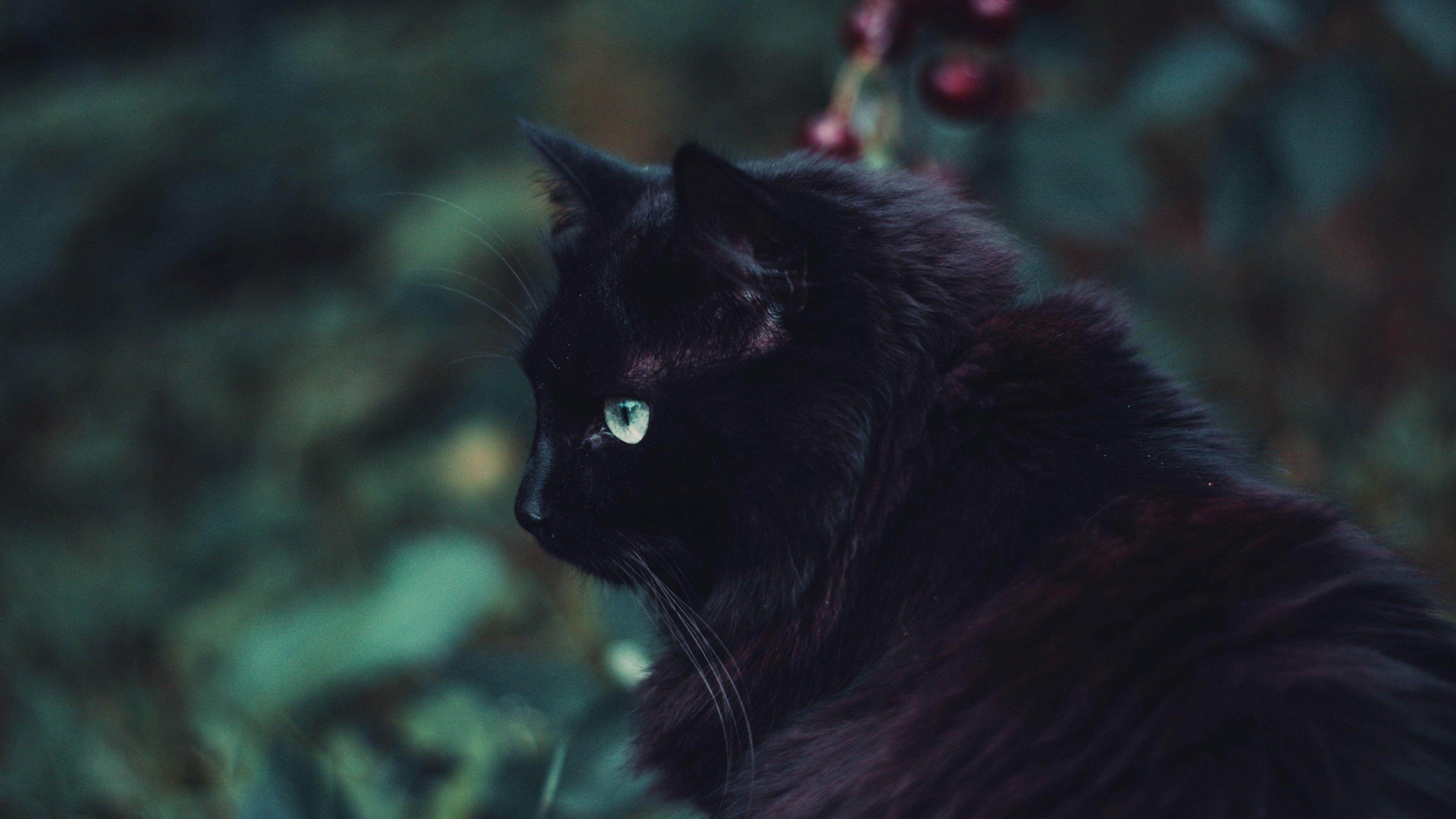 Black Cat HD Desktop Wallpapers - Top Free Black Cat HD Desktop ...