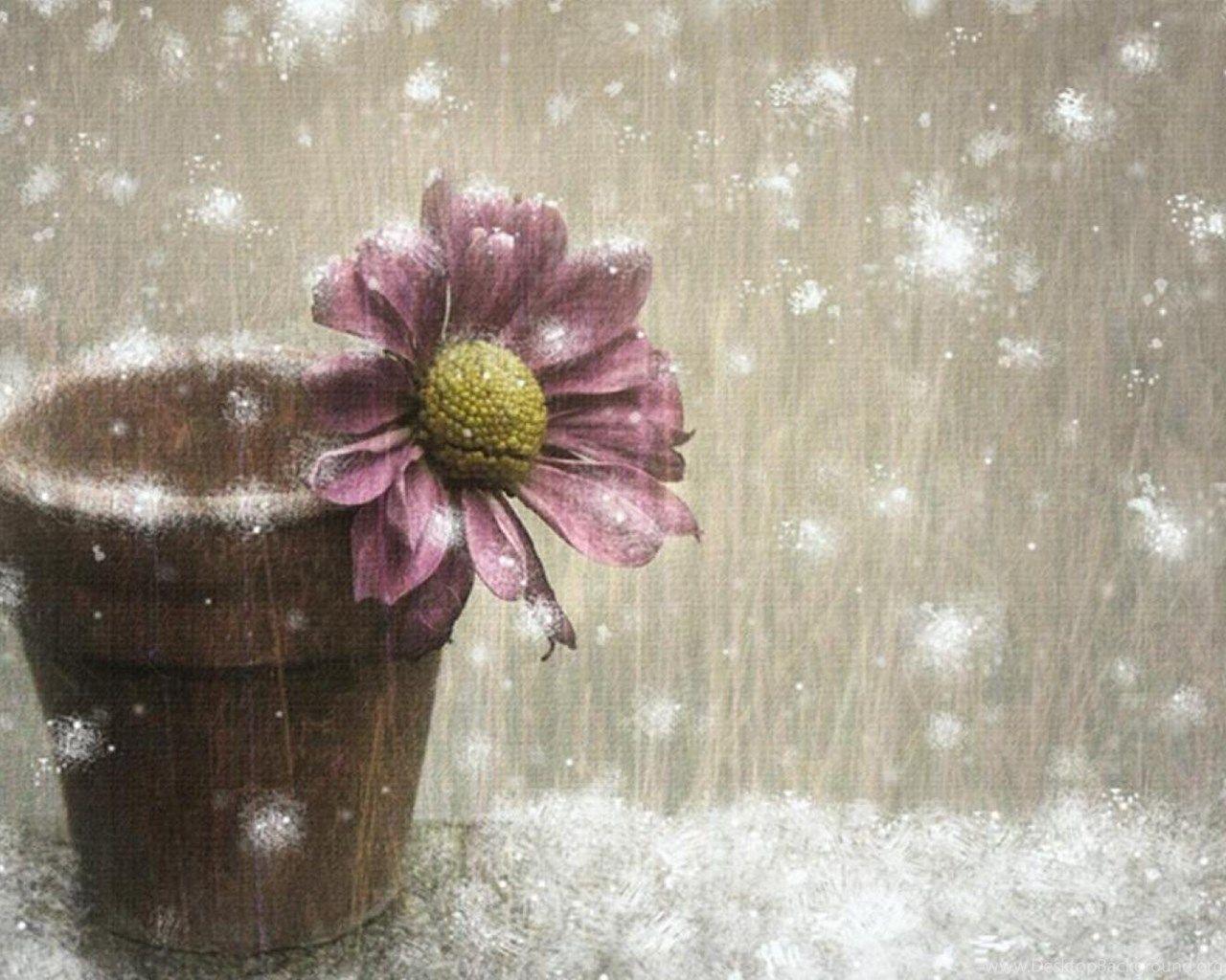 Winter Flowers HD Desktop Wallpapers - Top Free Winter Flowers HD ...