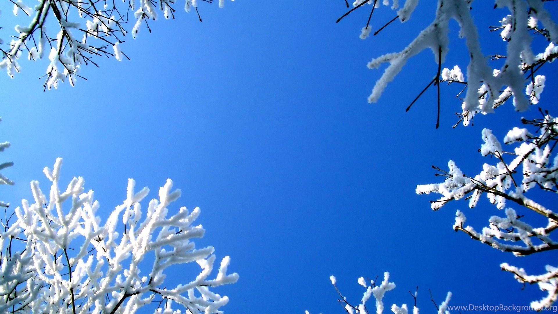Winter Flowers HD Desktop Wallpapers - Top Free Winter Flowers HD ...