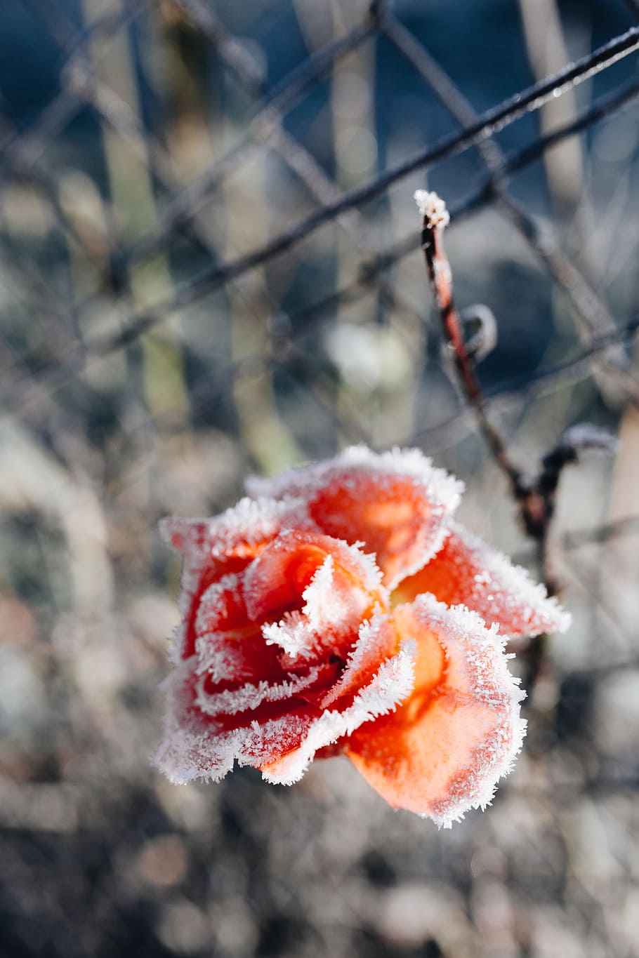Ice Flower Wallpapers - Top Free Ice Flower Backgrounds - WallpaperAccess