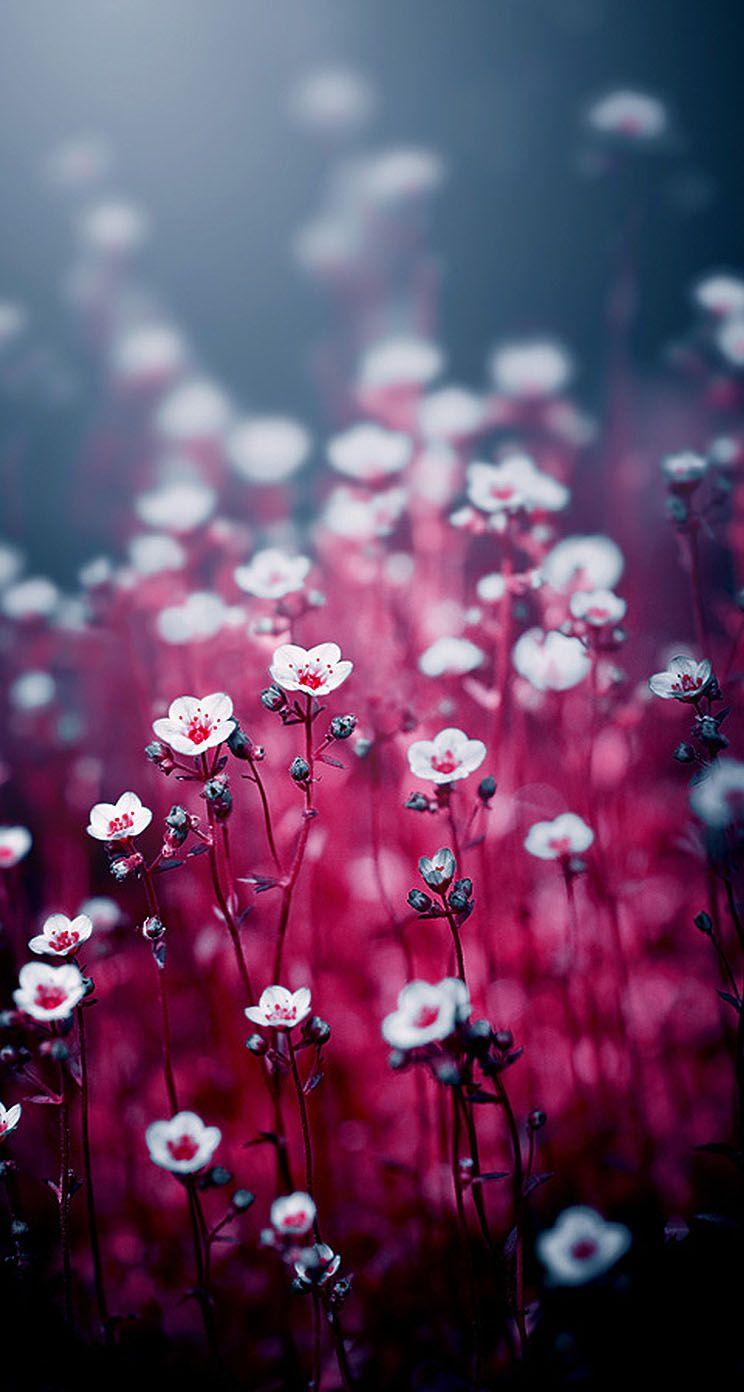 Magical Flowers Wallpapers - Top Free Magical Flowers Backgrounds ...
