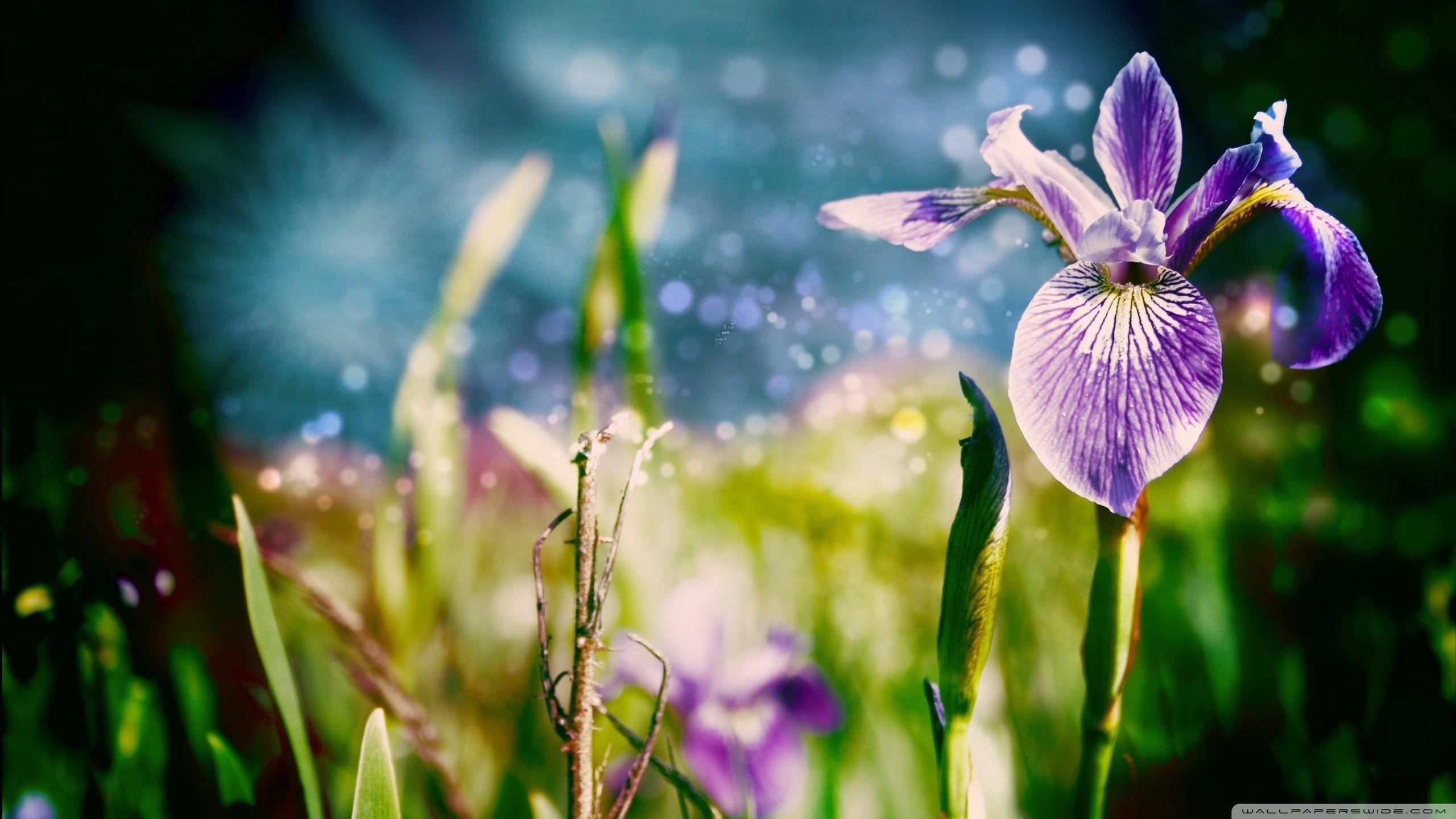 Magical Flowers Wallpapers - Top Free Magical Flowers Backgrounds ...