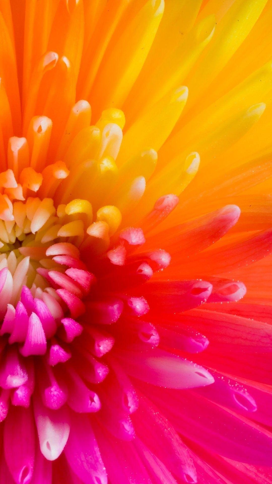 Colorful Flowers iPhone Wallpapers - Top Free Colorful Flowers iPhone ...