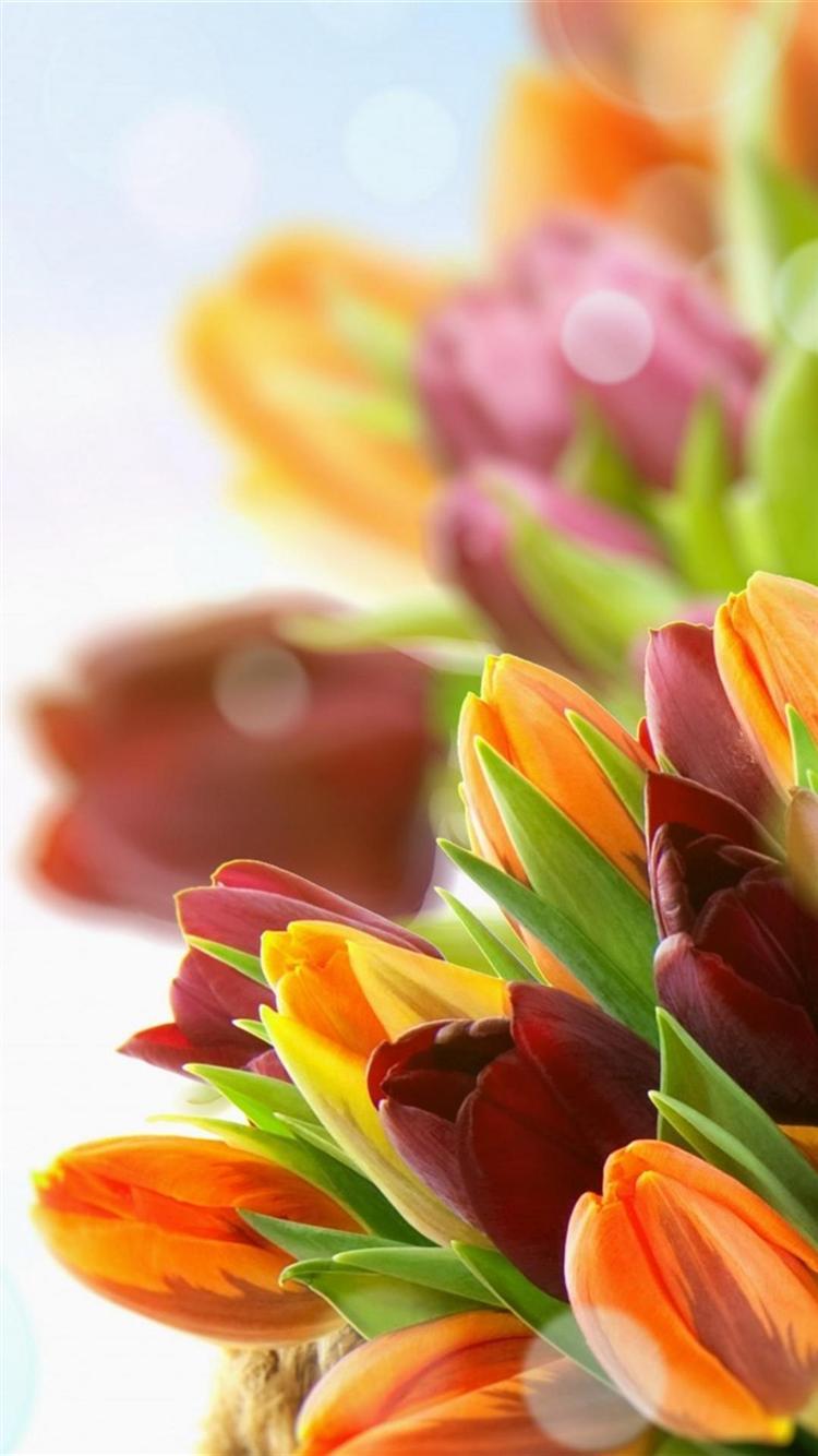 Colorful Flowers iPhone Wallpapers - Top Free Colorful Flowers iPhone ...