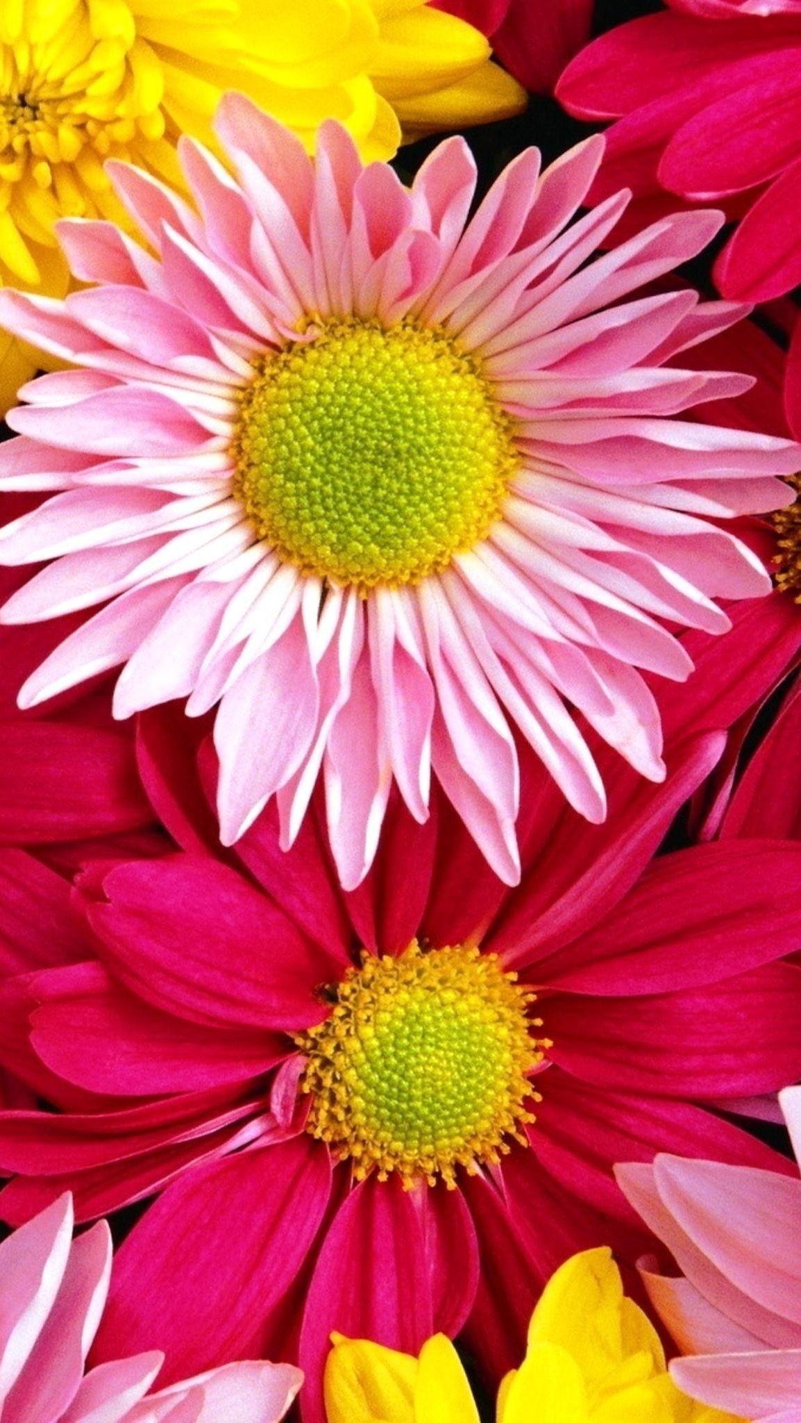 Colorful Flowers iPhone Wallpapers - Top Free Colorful Flowers iPhone ...