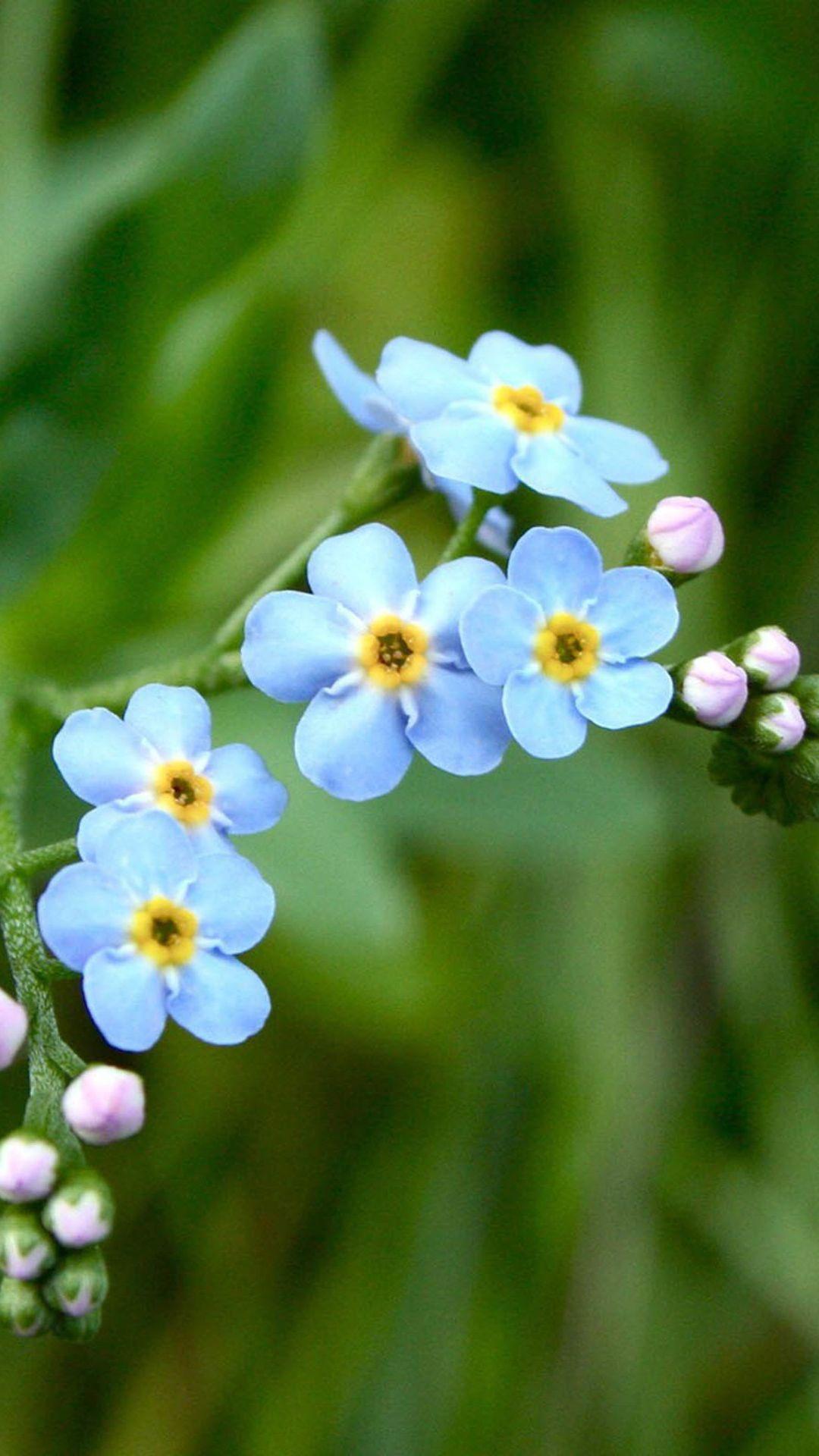 Colorful Flowers iPhone Wallpapers - Top Free Colorful Flowers iPhone ...