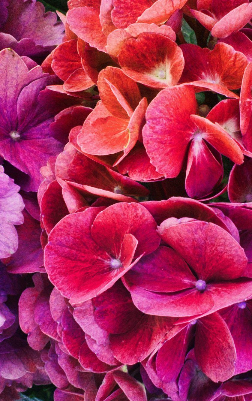 Colorful Flowers iPhone Wallpapers - Top Free Colorful Flowers iPhone ...