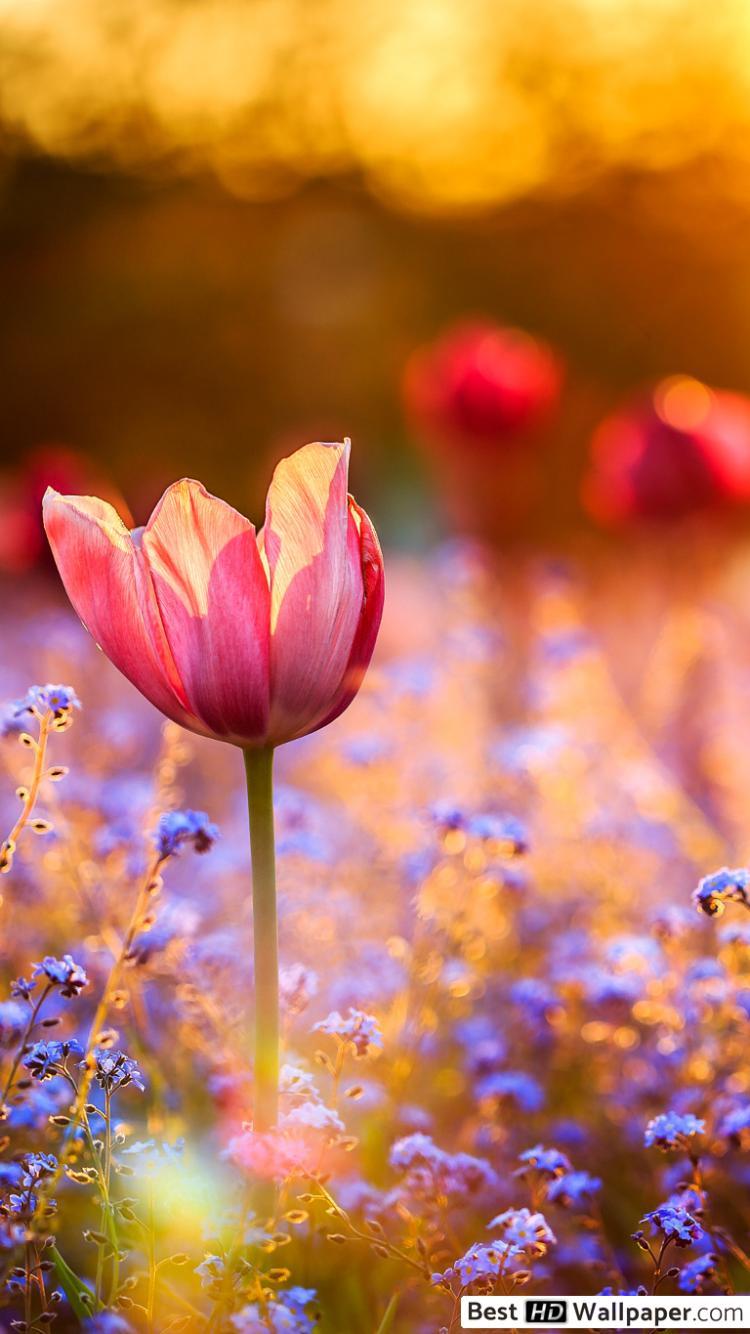 Colorful Flowers iPhone Wallpapers - Top Free Colorful Flowers iPhone ...