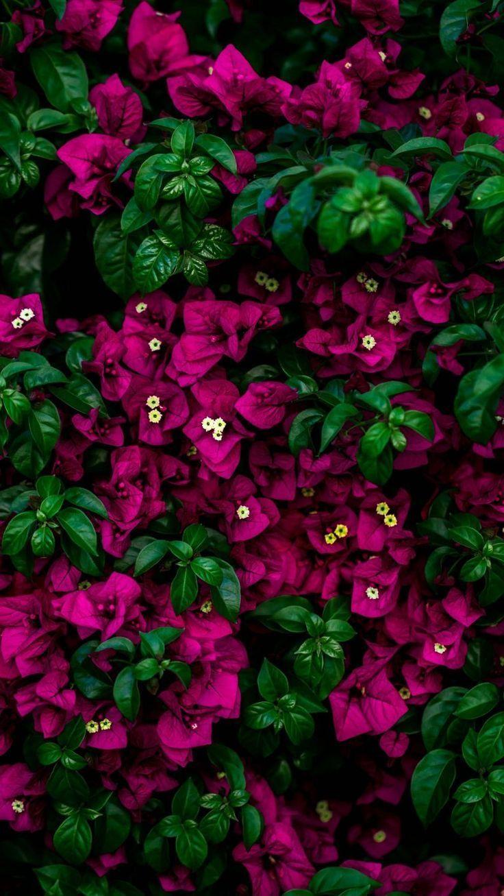 Colorful Flowers iPhone Wallpapers - Top Free Colorful Flowers iPhone ...