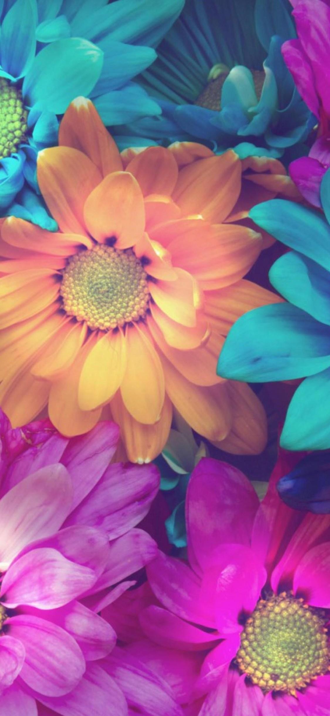 Colorful Flowers iPhone Wallpapers - Top Free Colorful Flowers iPhone ...