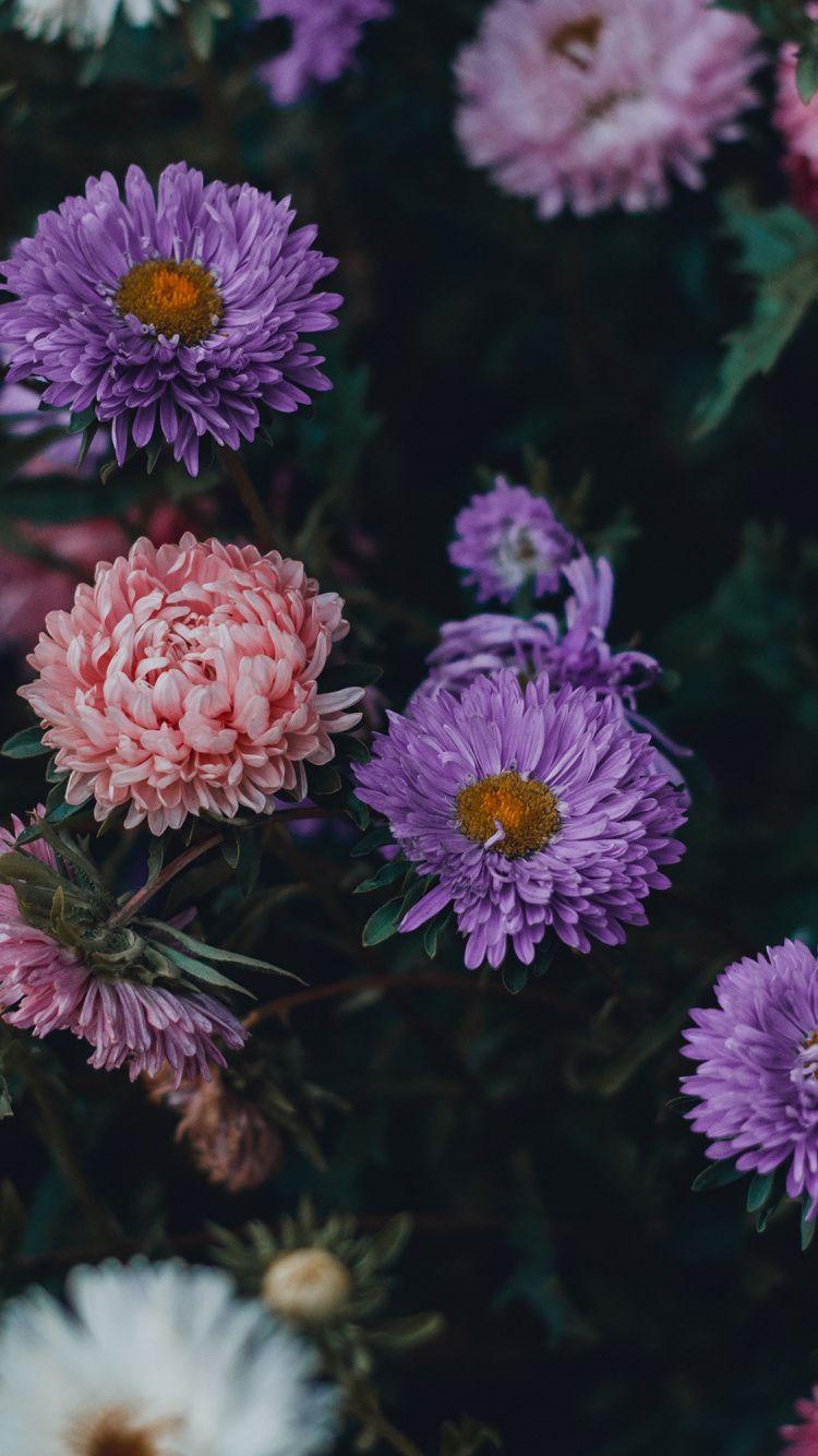 Colorful Flowers iPhone Wallpapers - Top Free Colorful Flowers iPhone ...